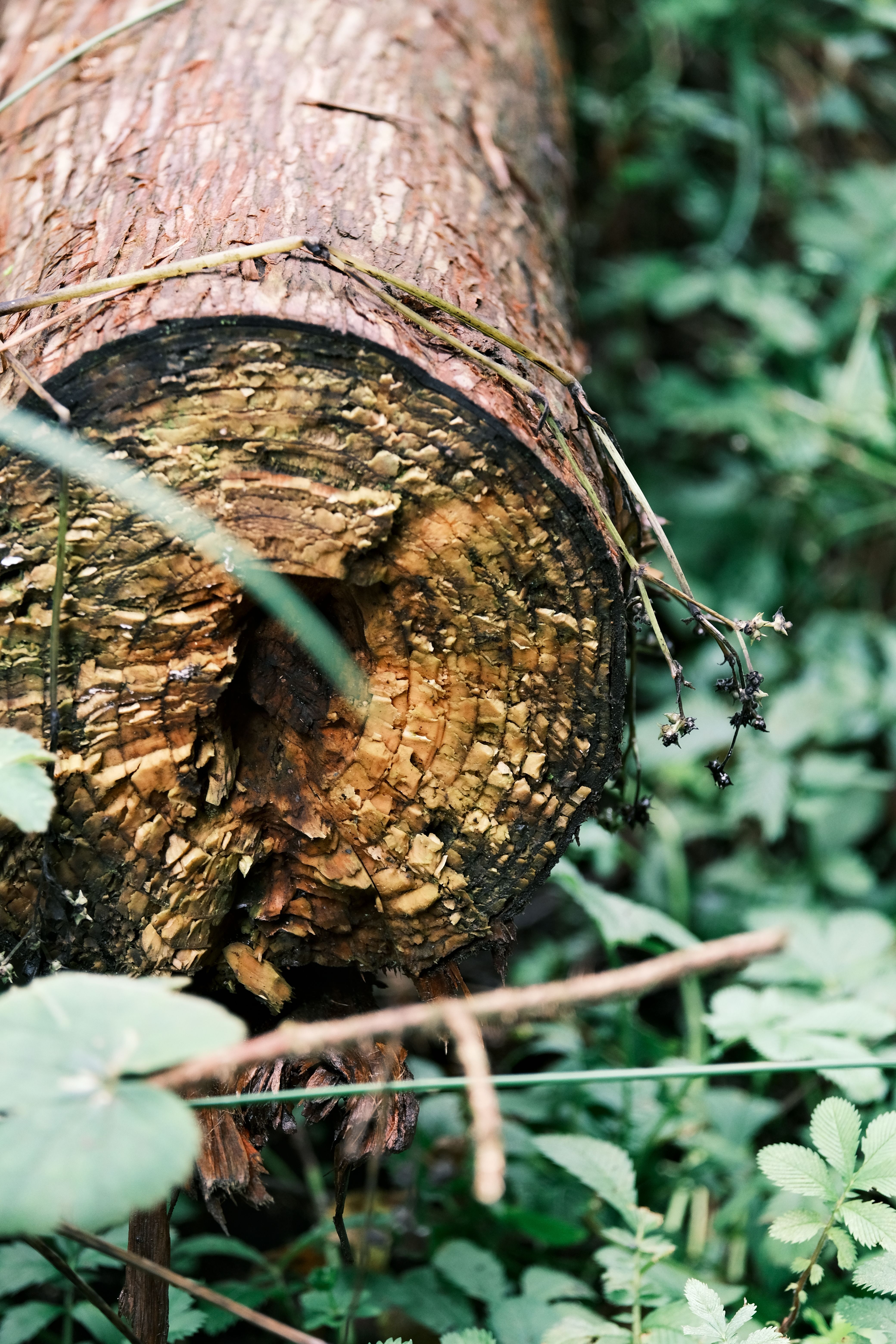 Close-Up of Fallen Tree Log in Forest · Free Stock Photo