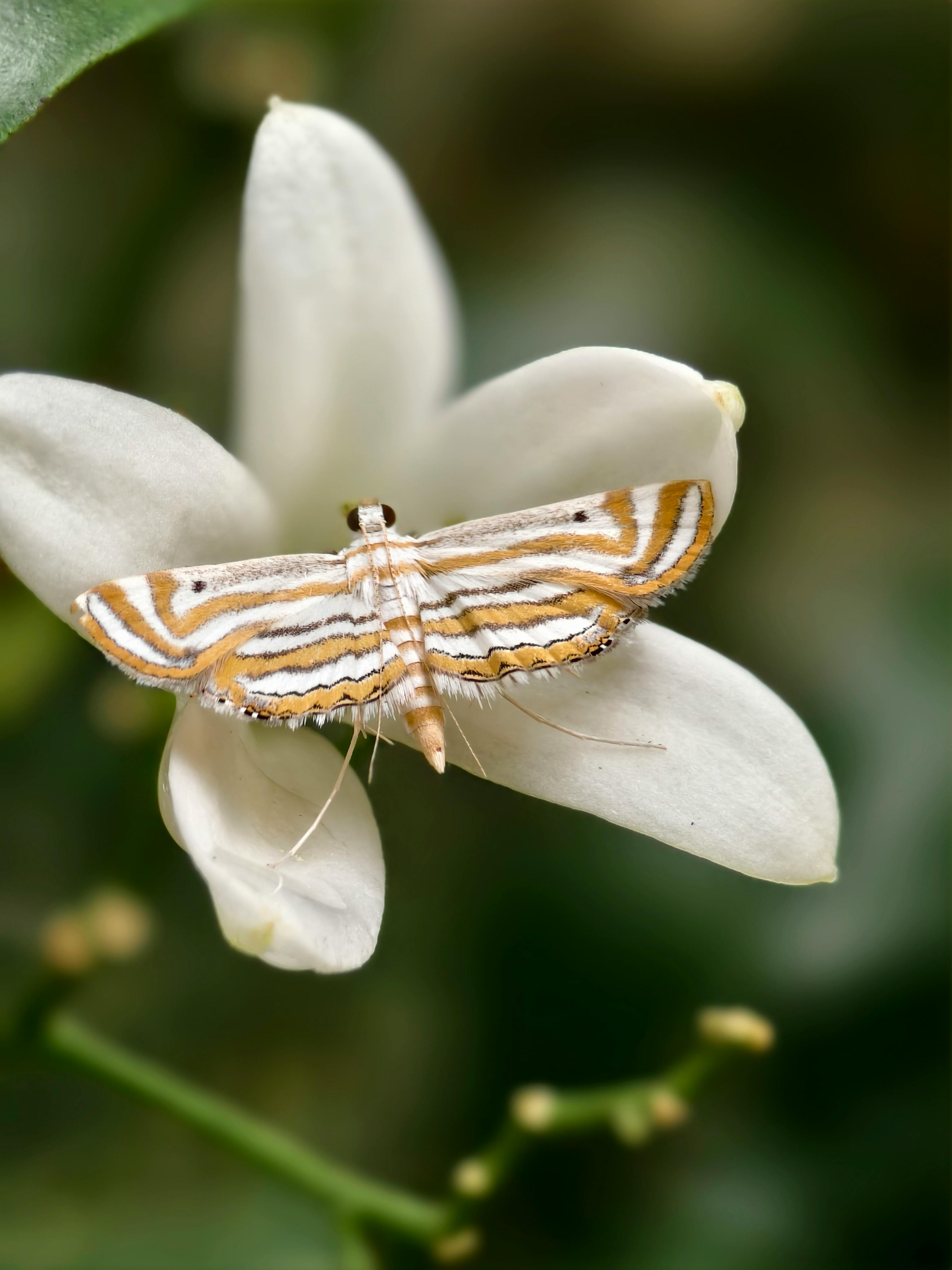 Striped Moth Resting on White Blossom · Free Stock Photo