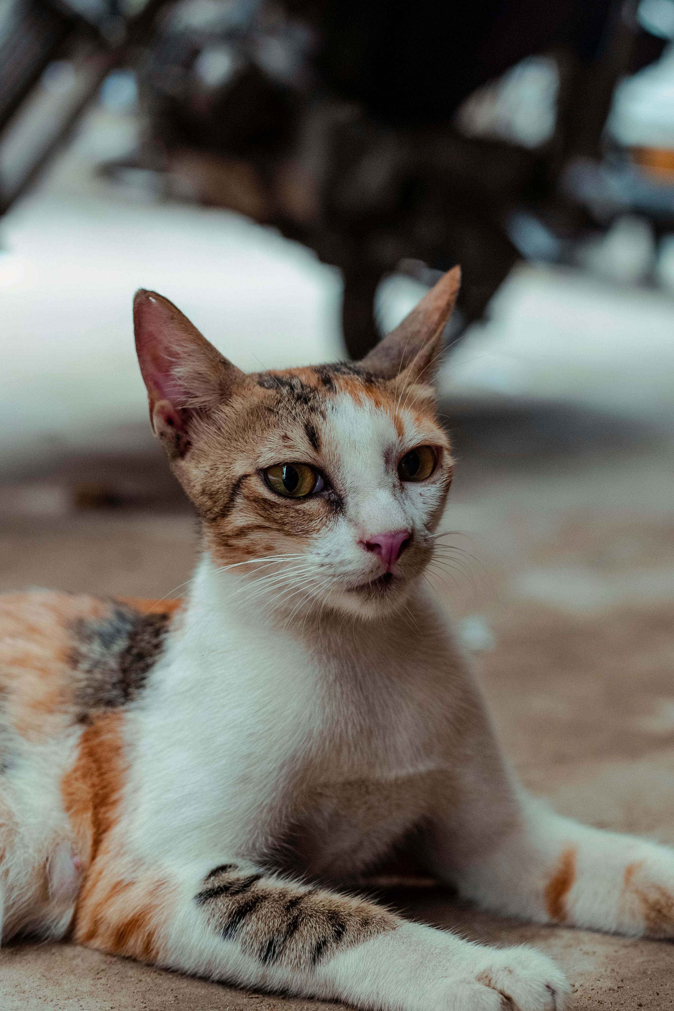 Hat+Kata+Photo Photos, Download The BEST Free Hat+Kata+Photo Stock ...