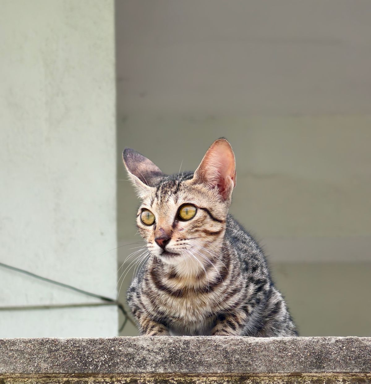 Cat No Background Photos, Download The BEST Free Cat No Background ...