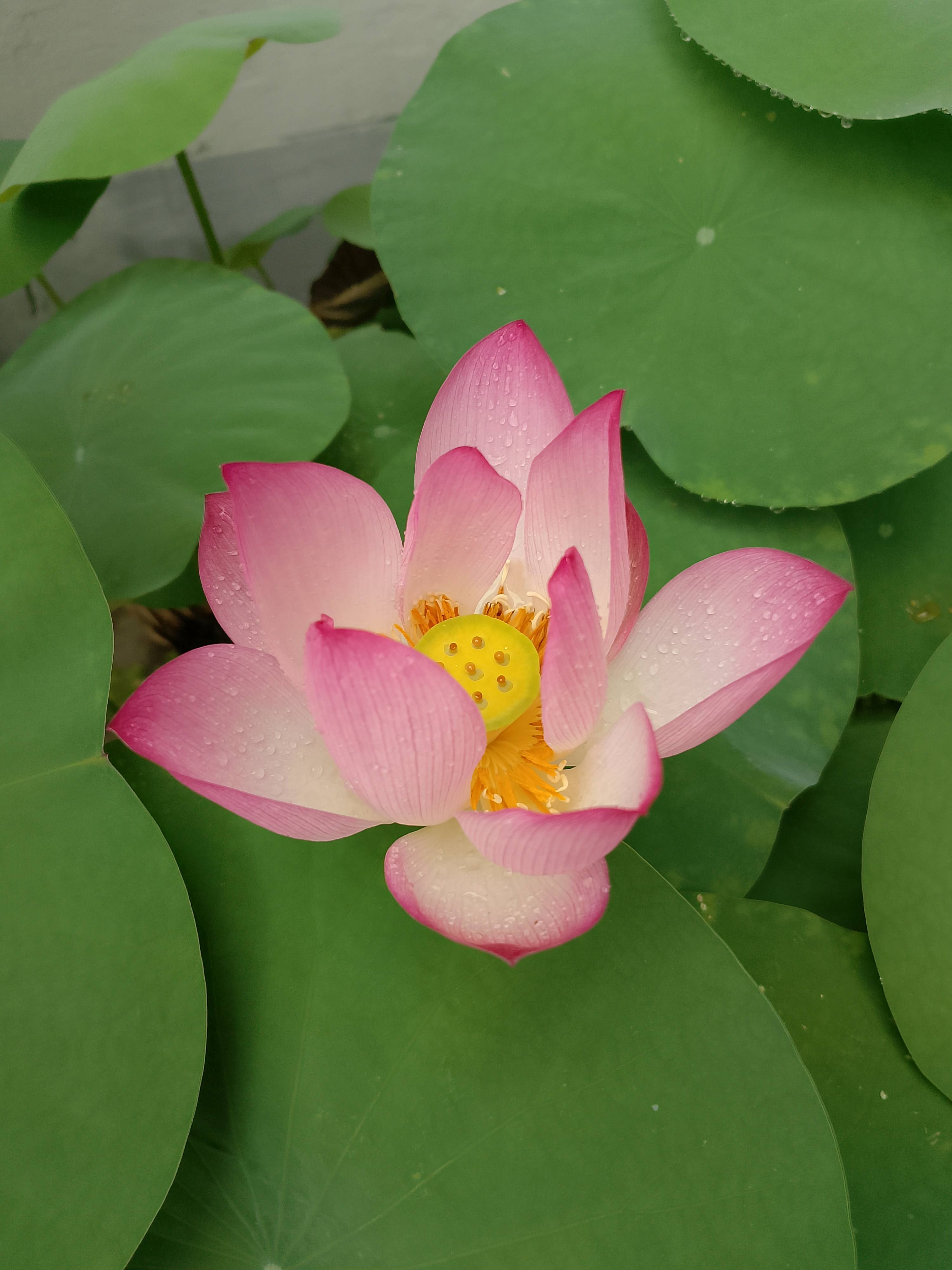 Vibrant Pink Lotus Flower in Full Bloom · Free Stock Photo