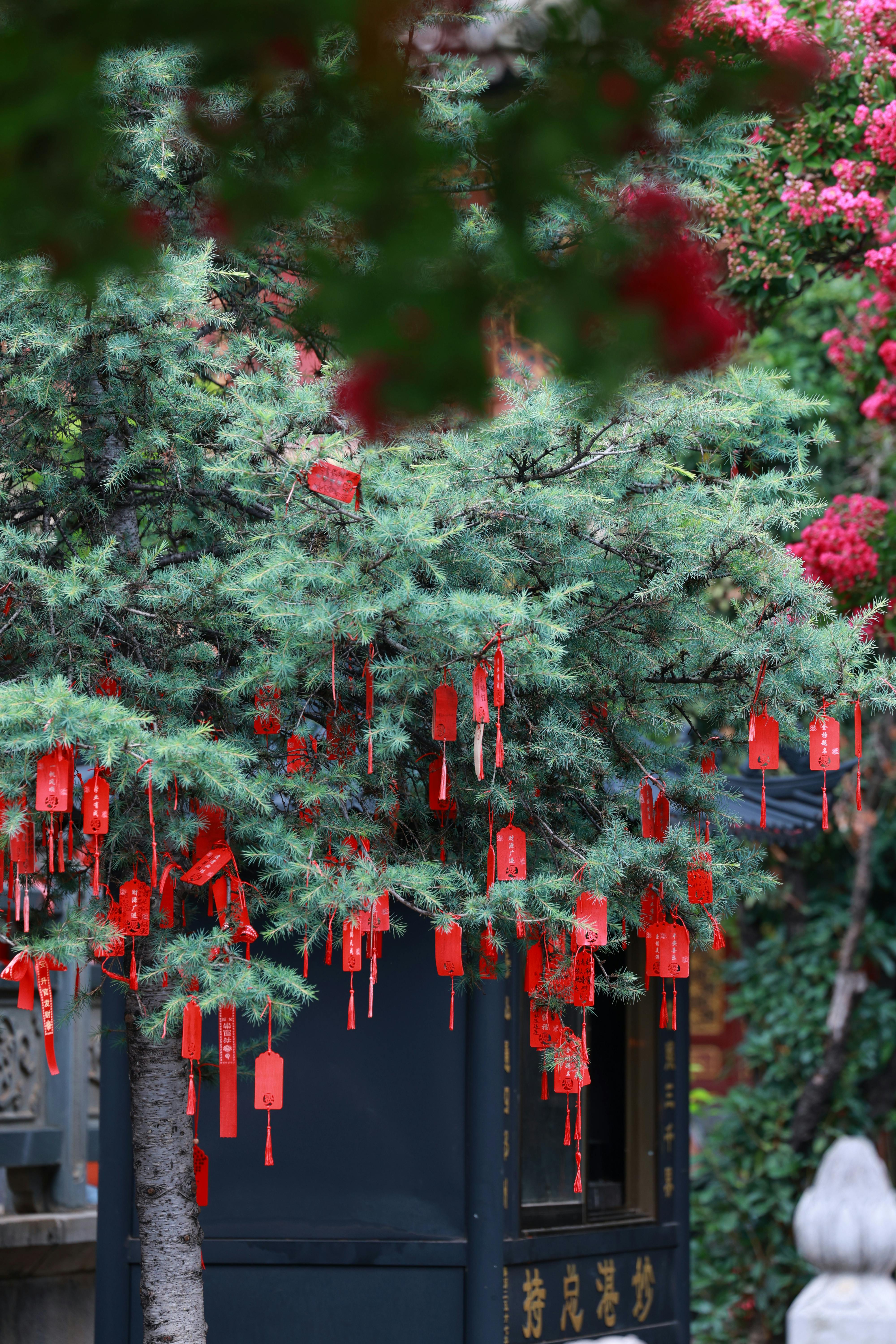 Customs Kori Photos, Download The BEST Free Customs Kori Stock Photos ...