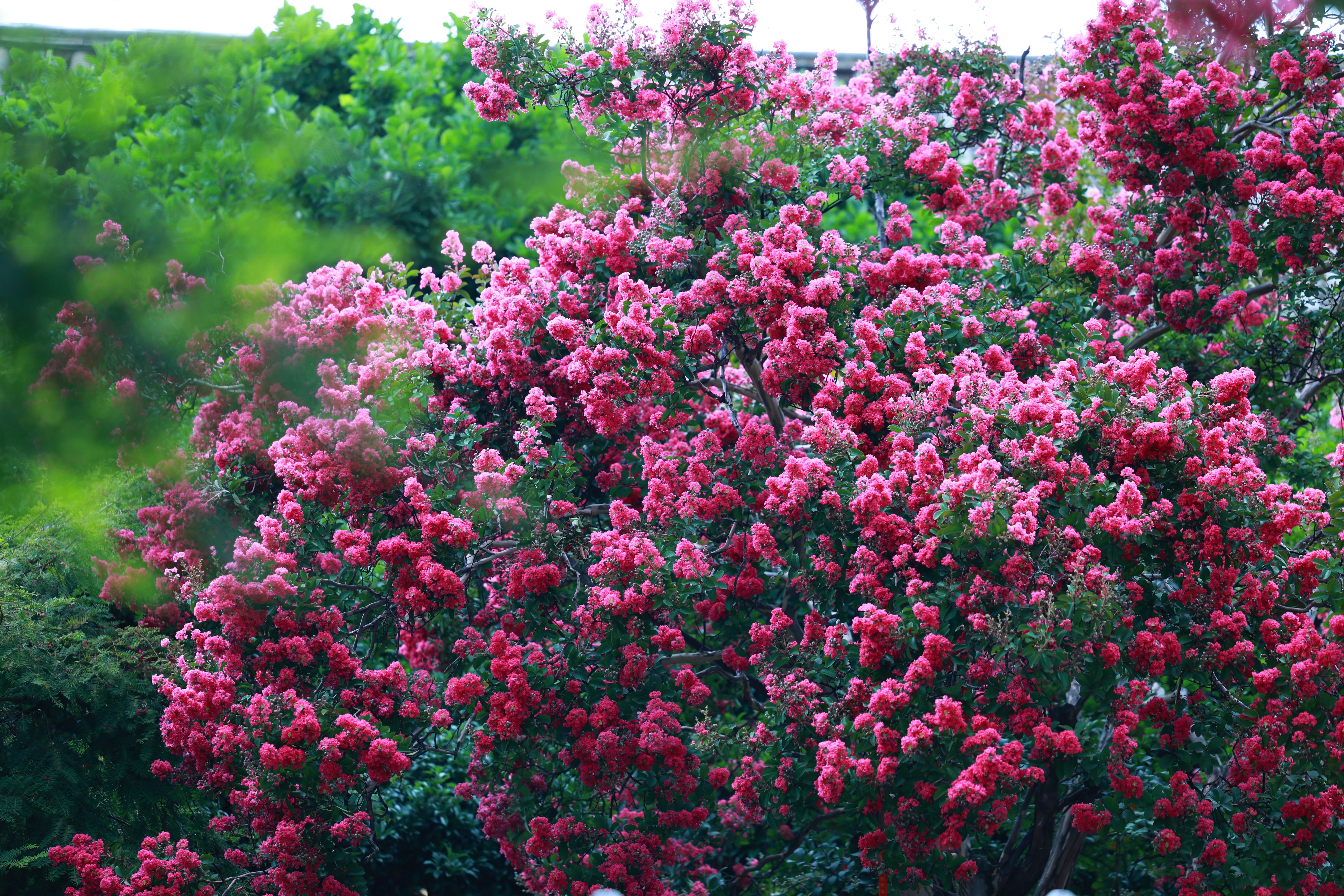Vibrant Pink Crepe Myrtle Blossoms in Bloom · Free Stock Photo