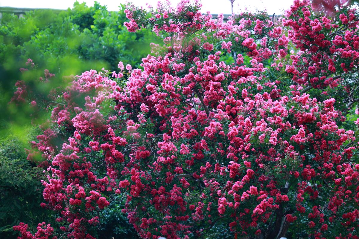 Myrtle Tree Photos, Download The BEST Free Myrtle Tree Stock Photos ...
