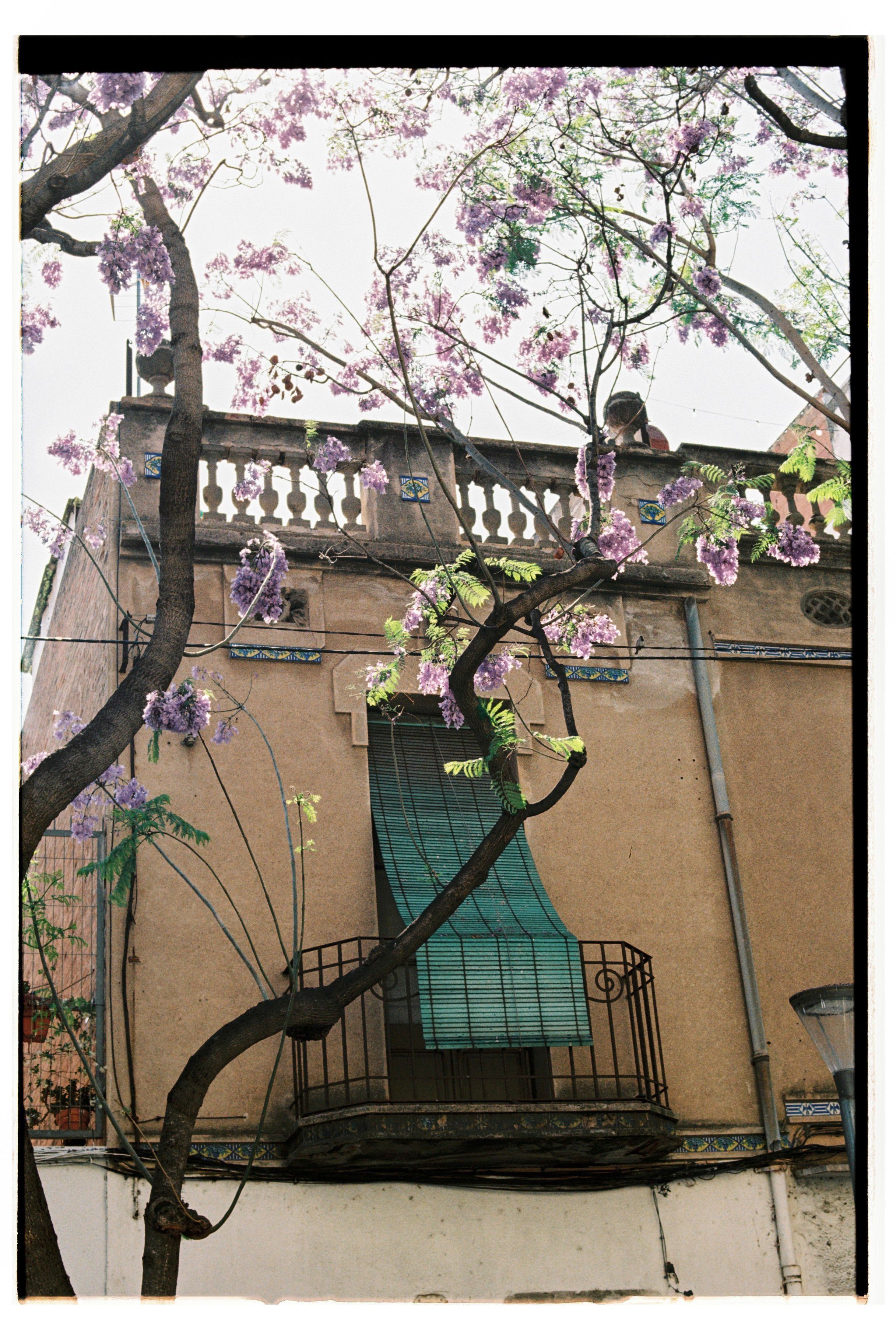 Hanging Tree Vines Photos, Download The BEST Free Hanging Tree Vines ...