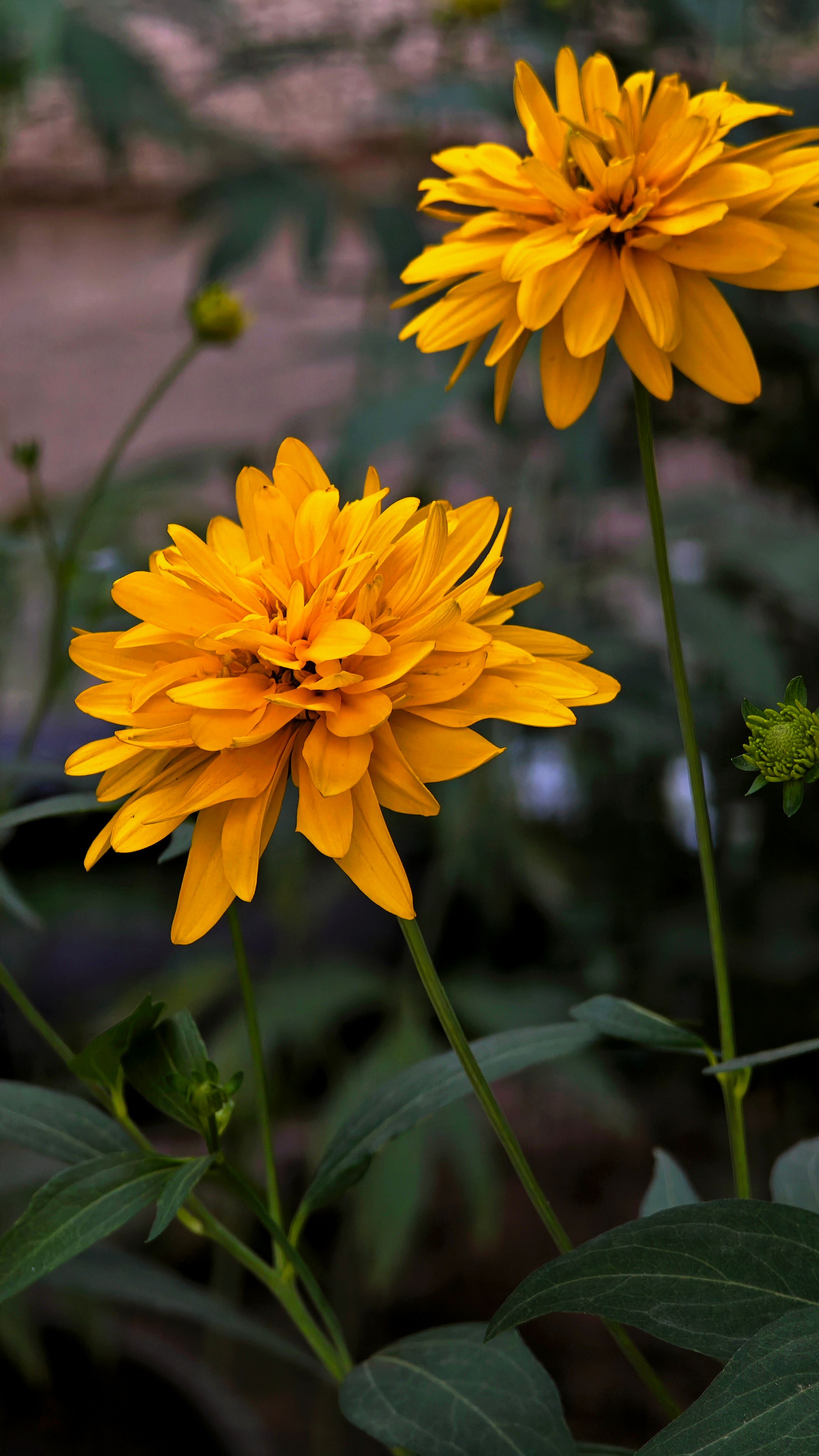 Yellow Color Photos, Download The BEST Free Yellow Color Stock Photos ...