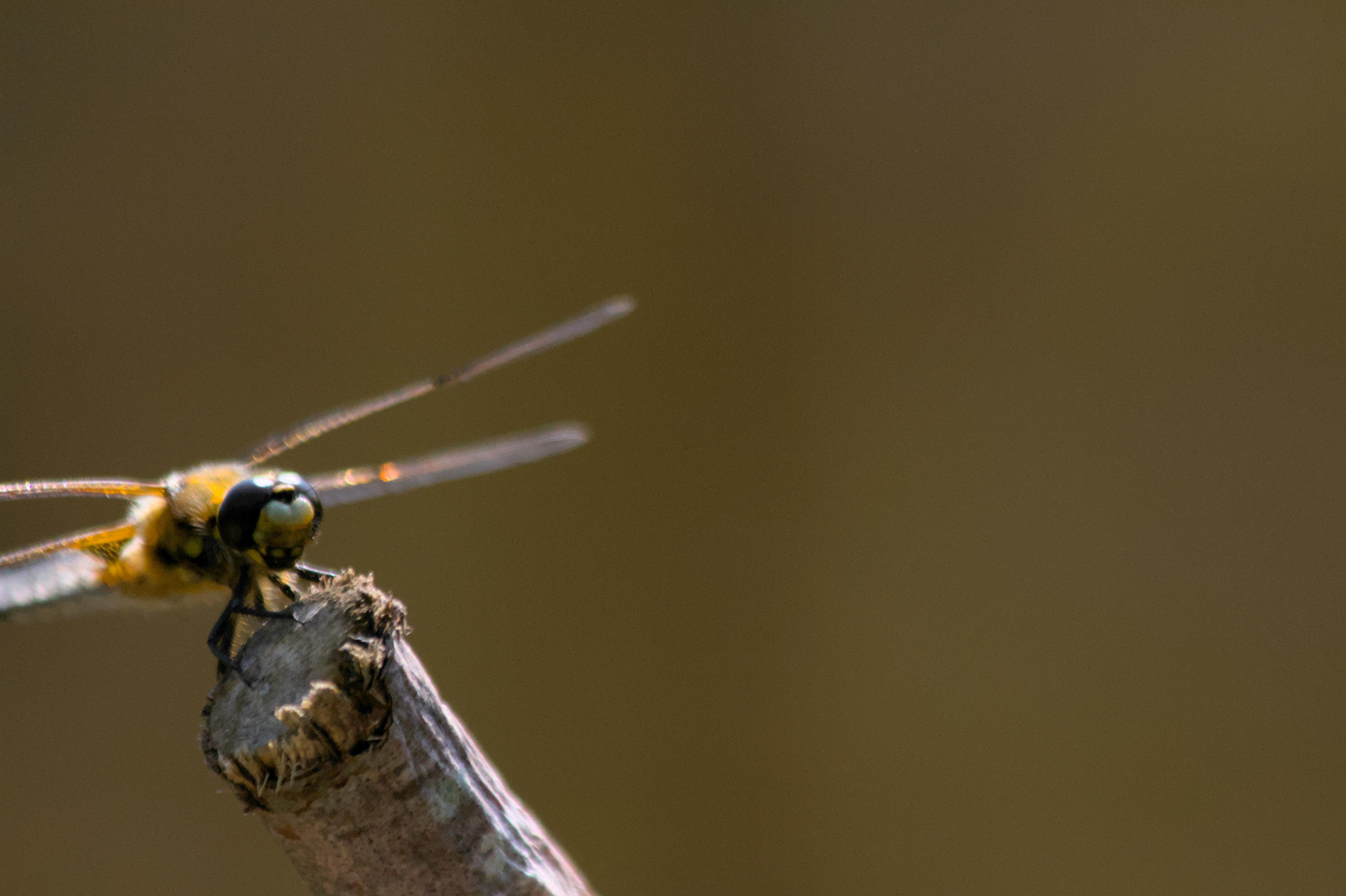 Nature Flight Photos, Download The BEST Free Nature Flight Stock Photos ...