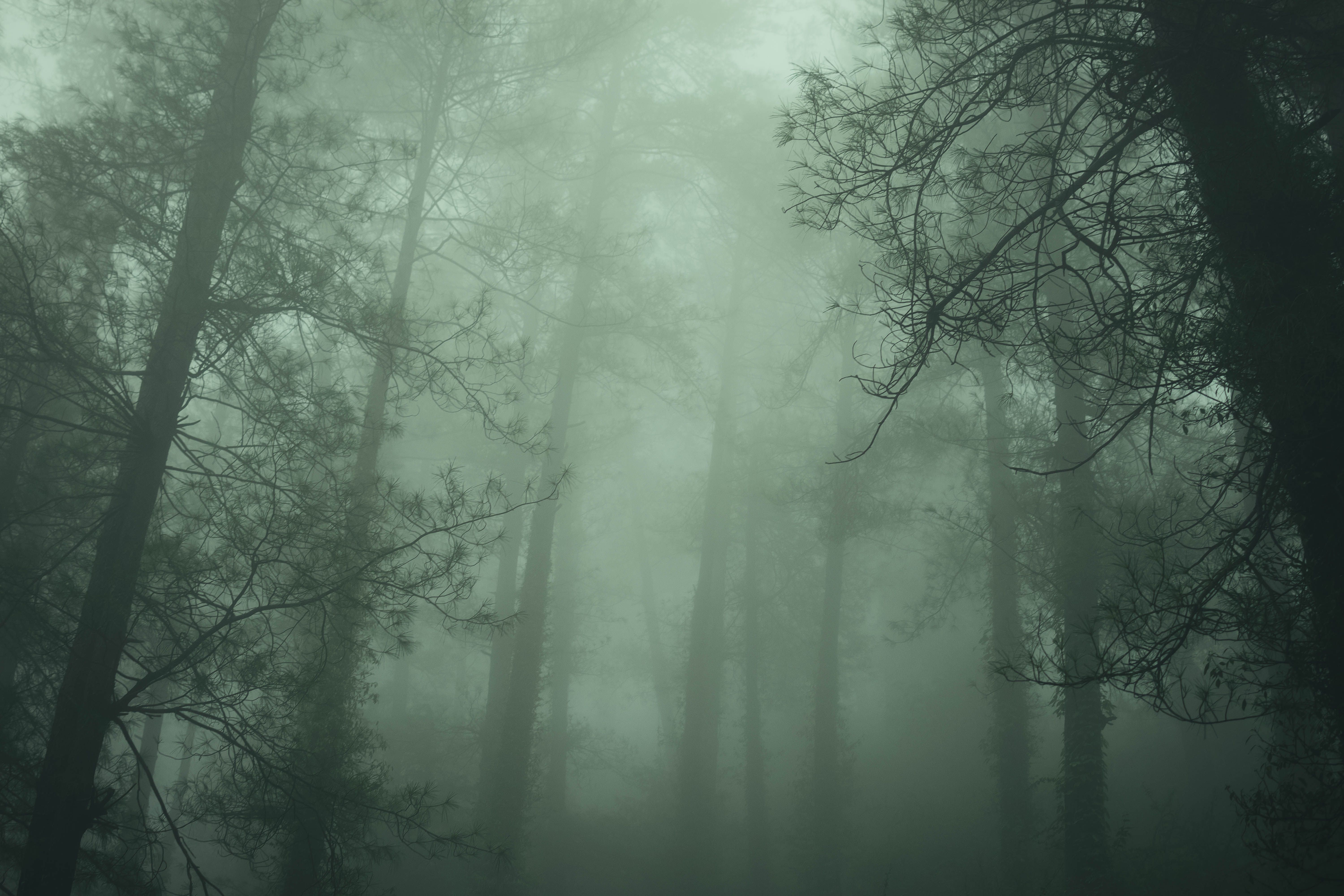 Trees on a Dark Forest · Free Stock Photo