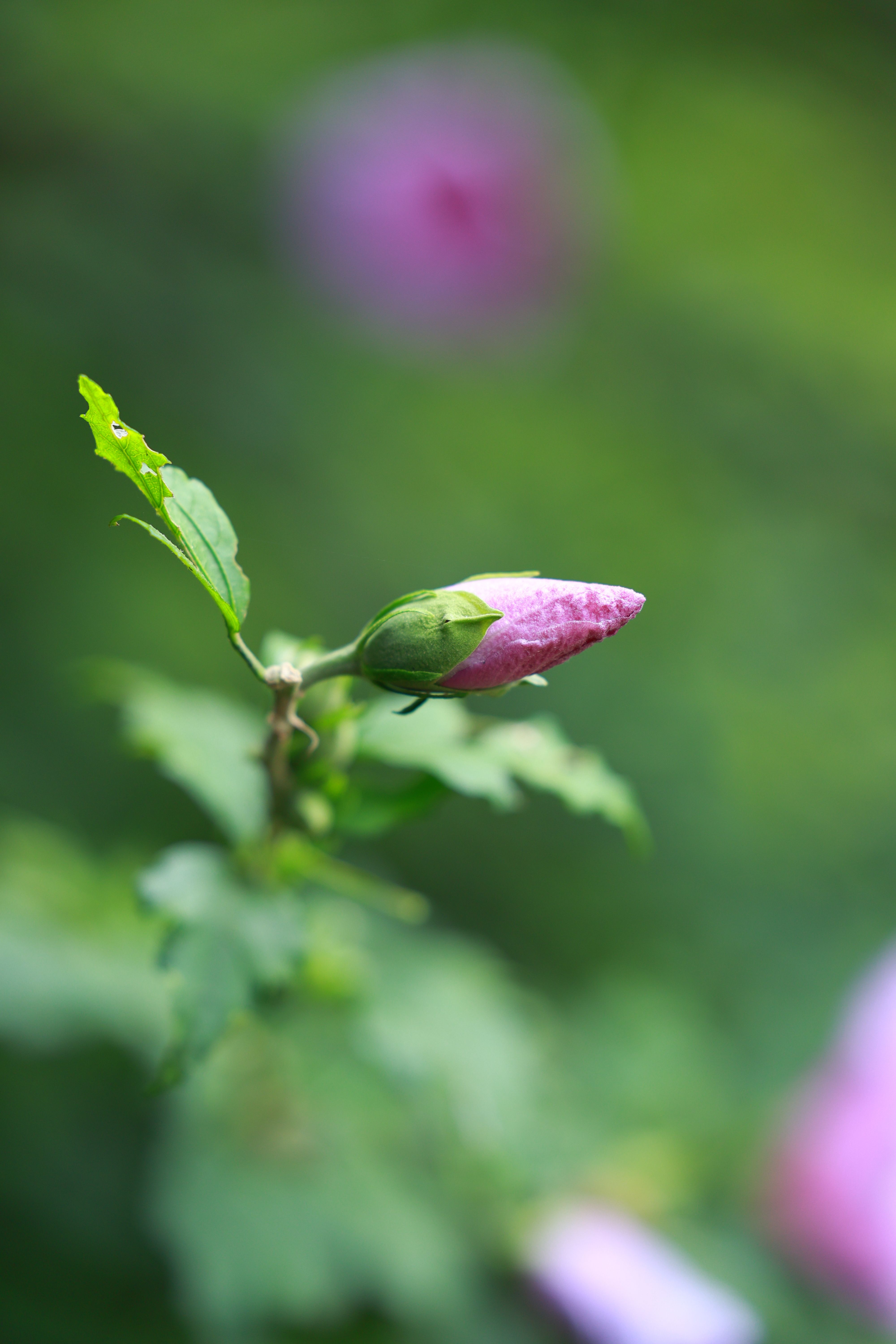 Close-up of Pink Flower Bud on Green Background · Free Stock Photo