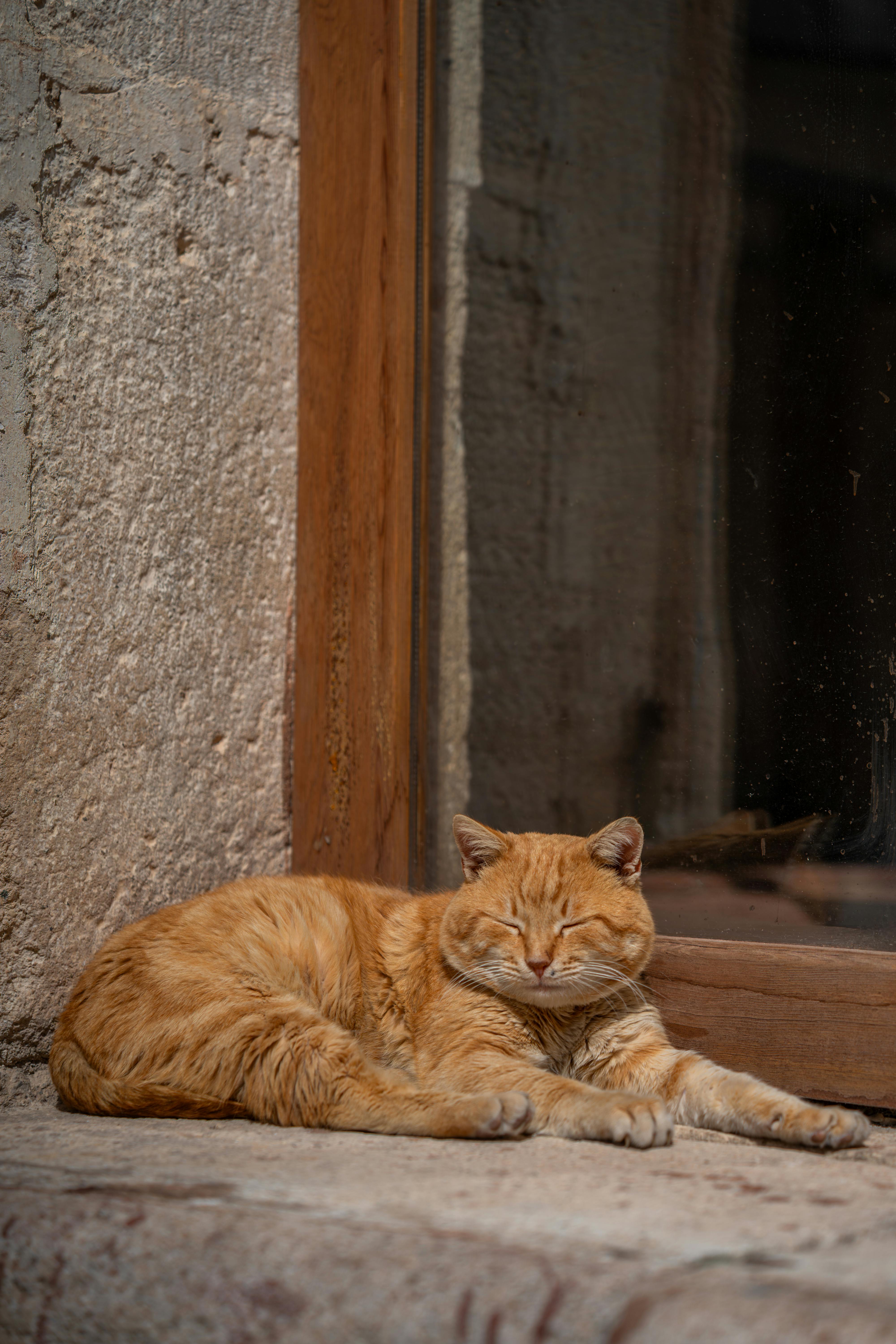 Cute+Kitten+Pfp Photos, Download The BEST Free Cute+Kitten+Pfp Stock ...