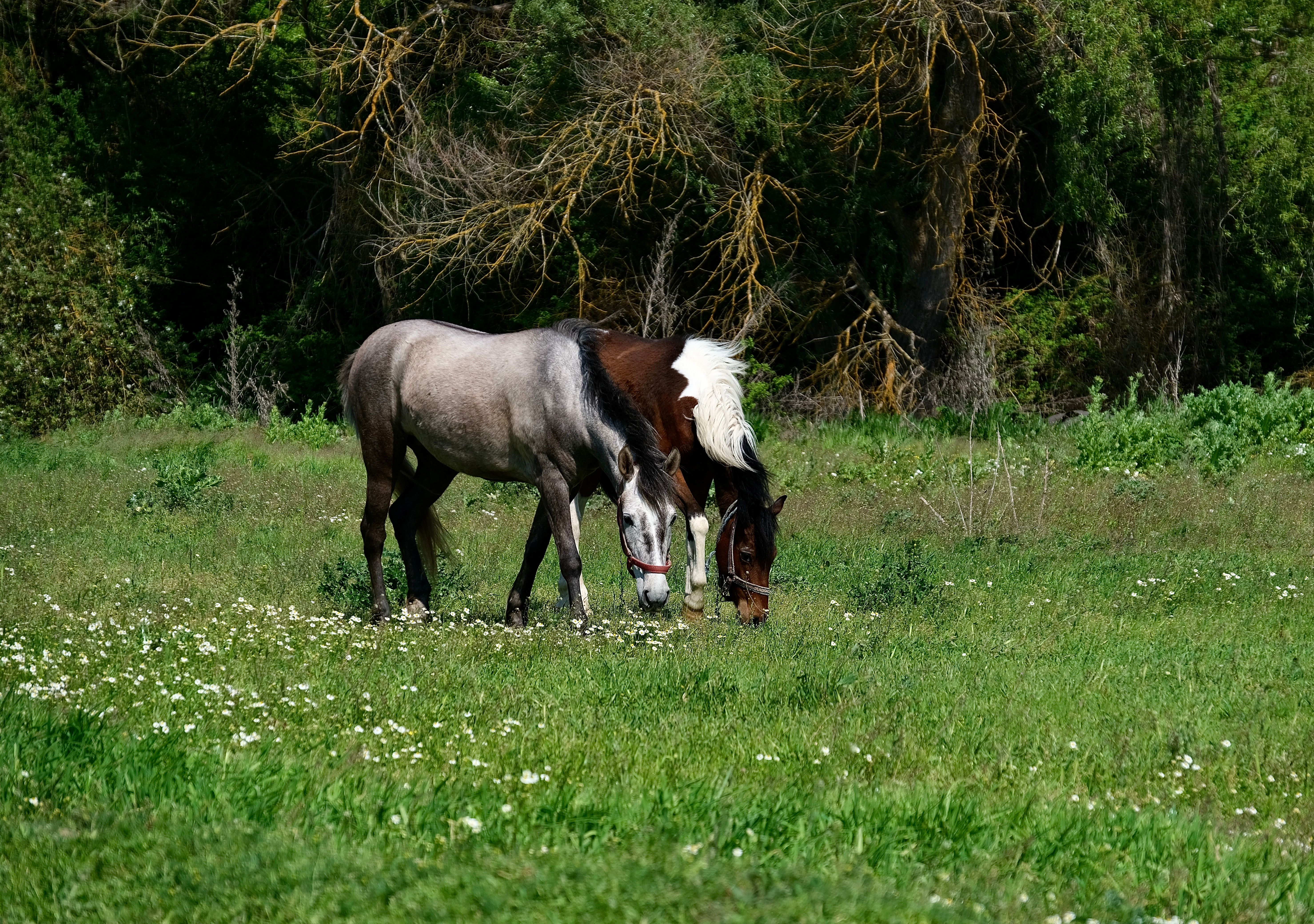 Horses Anime Photos, Download The BEST Free Horses Anime Stock Photos ...