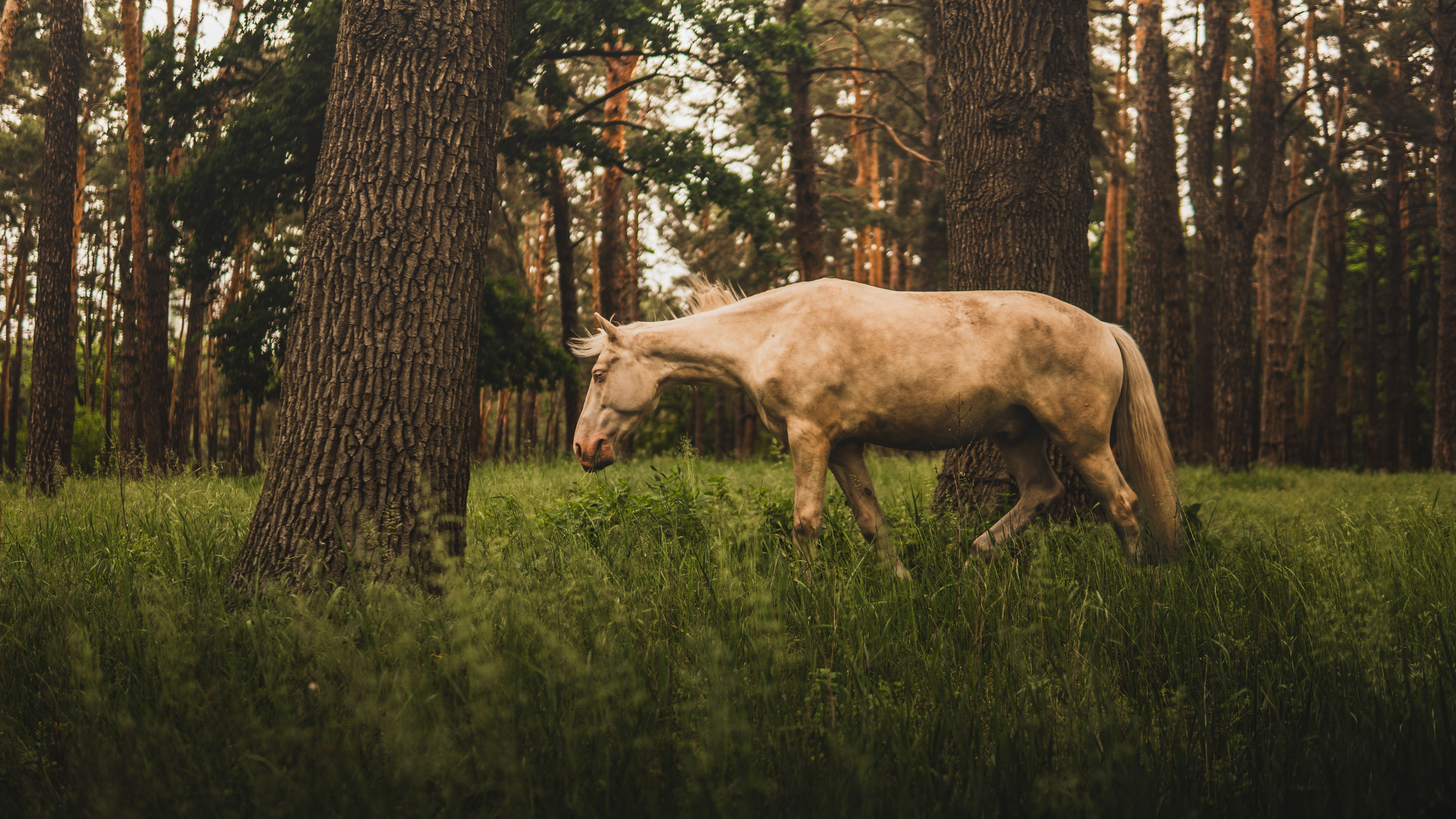 Wildlife Animals In Forest Photos, Download The BEST Free Wildlife ...