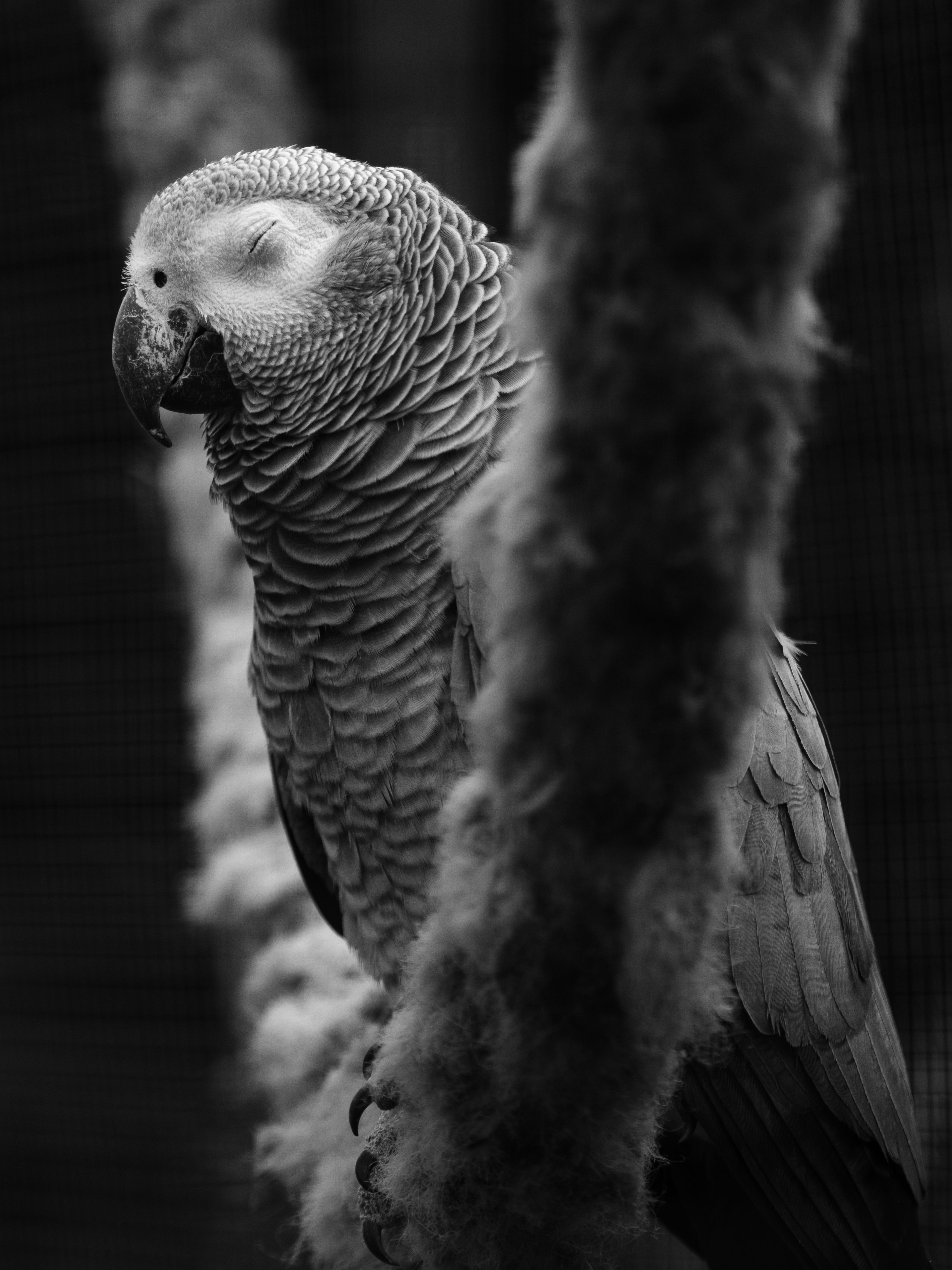 Grayscale Photography of African Grey Parrot · Free Stock Photo