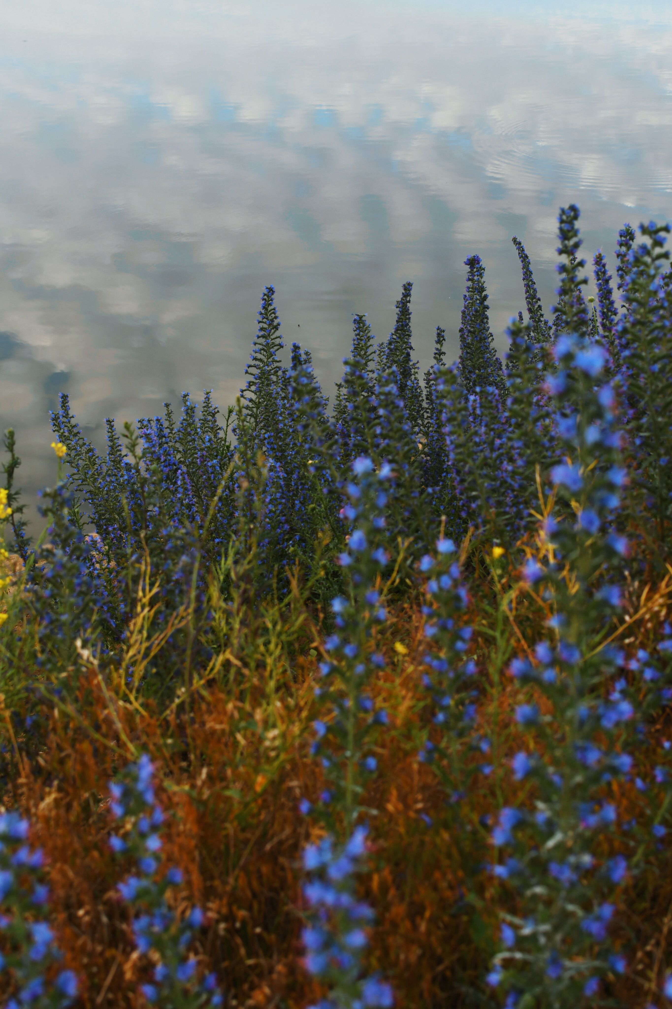 Vibrant Blue Wildflowers by Reflective Water · Free Stock Photo