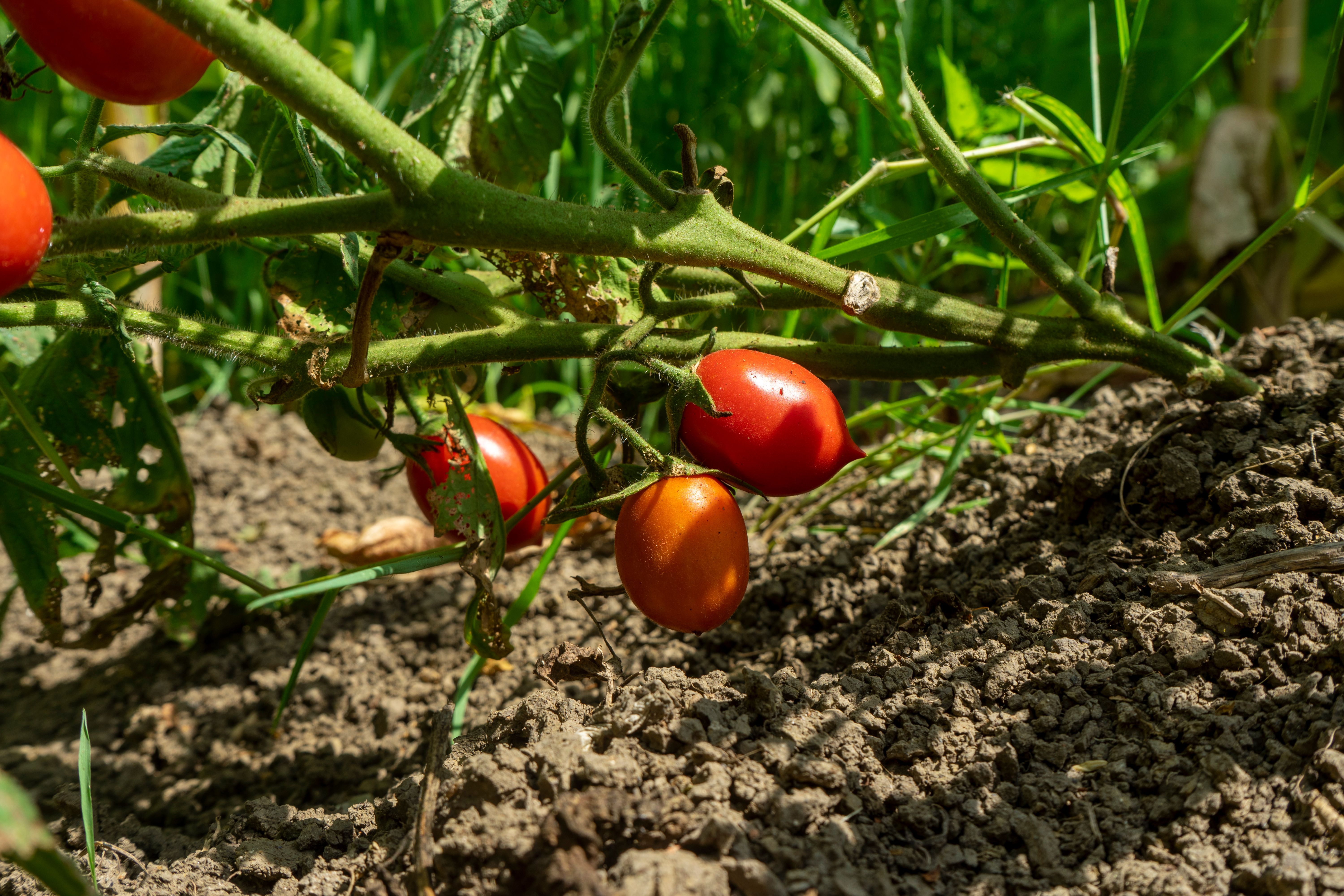 Ripe Tomatoes on the Vine in a Sunlit Garden · Free Stock Photo