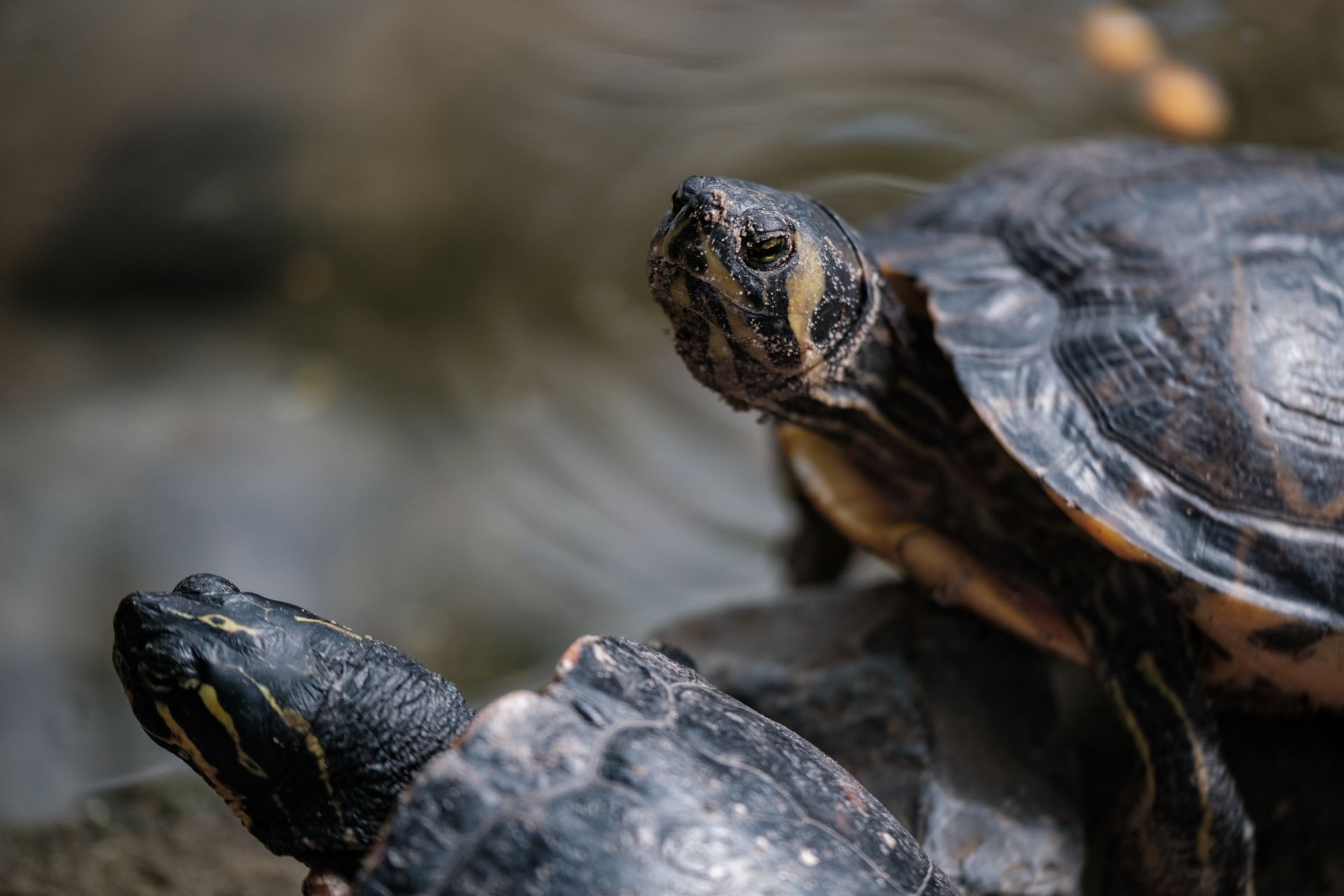Reptile Diseases: Recognize Symptoms for Early Treatment