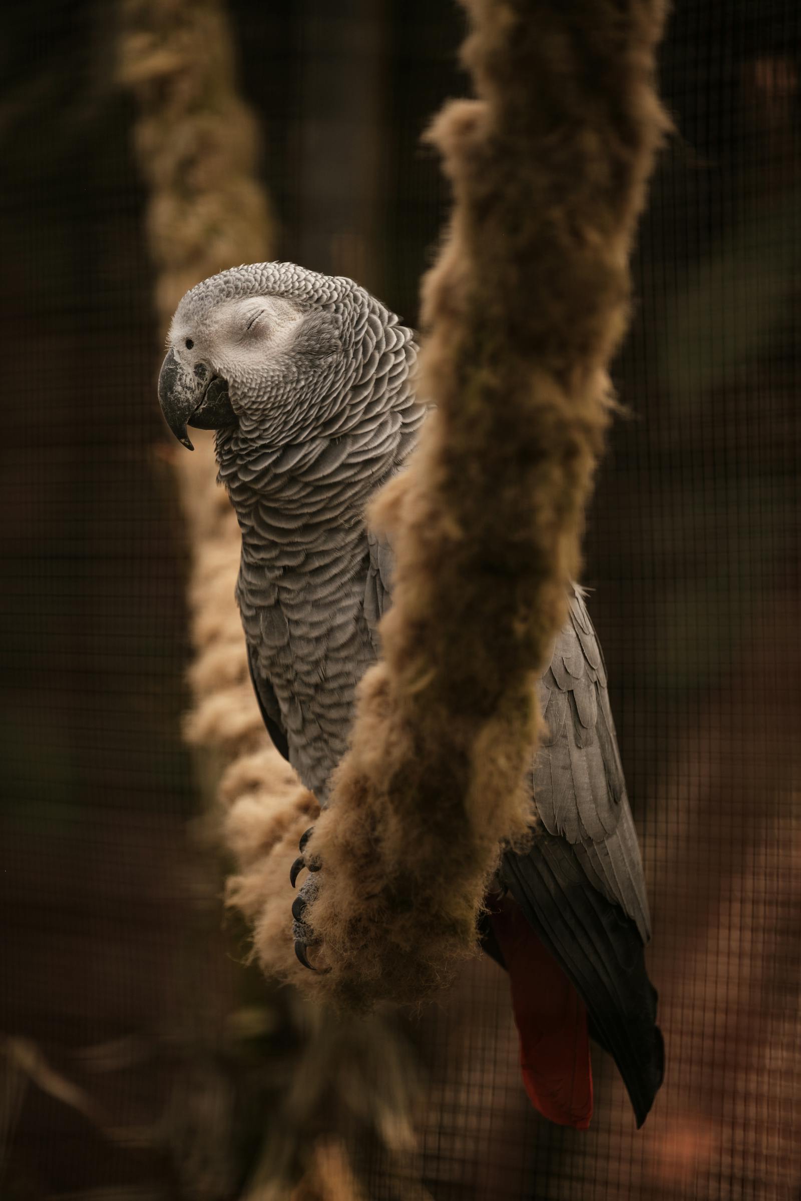 Picture Of Parrot Photos, Download The BEST Free Picture Of Parrot ...