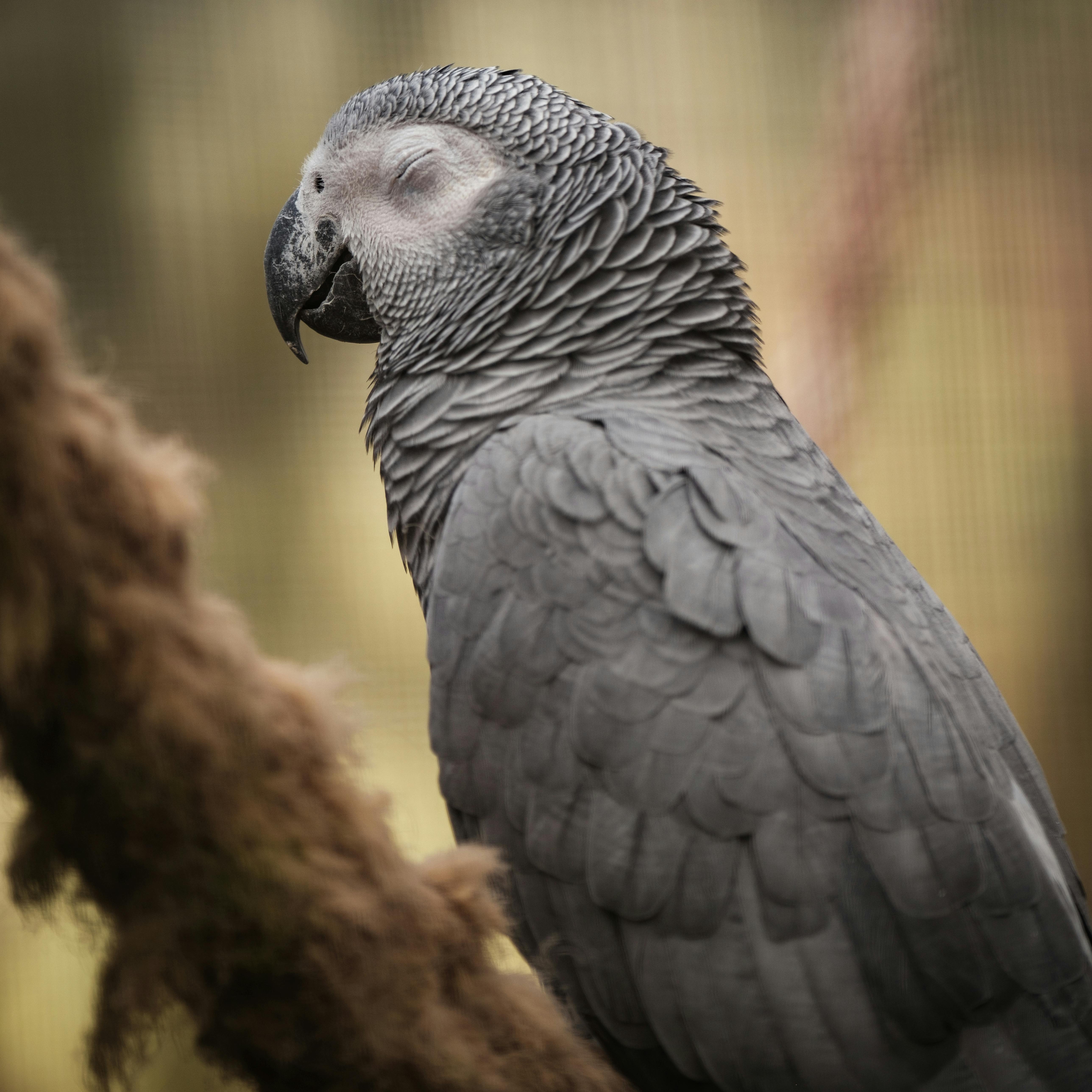 Picture Of Parrot Photos, Download The BEST Free Picture Of Parrot ...