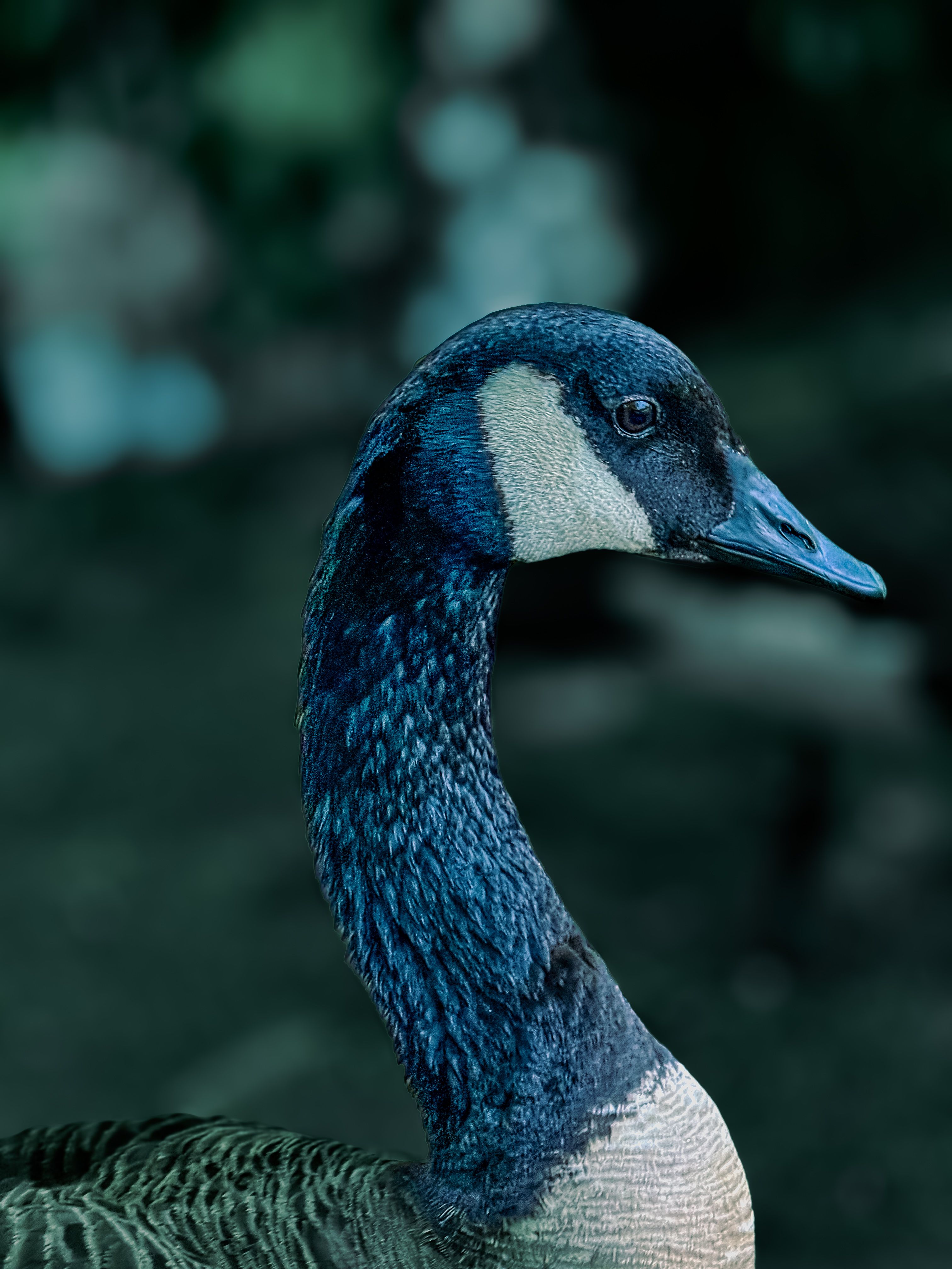 Close-up Portrait of a Canadian Goose · Free Stock Photo