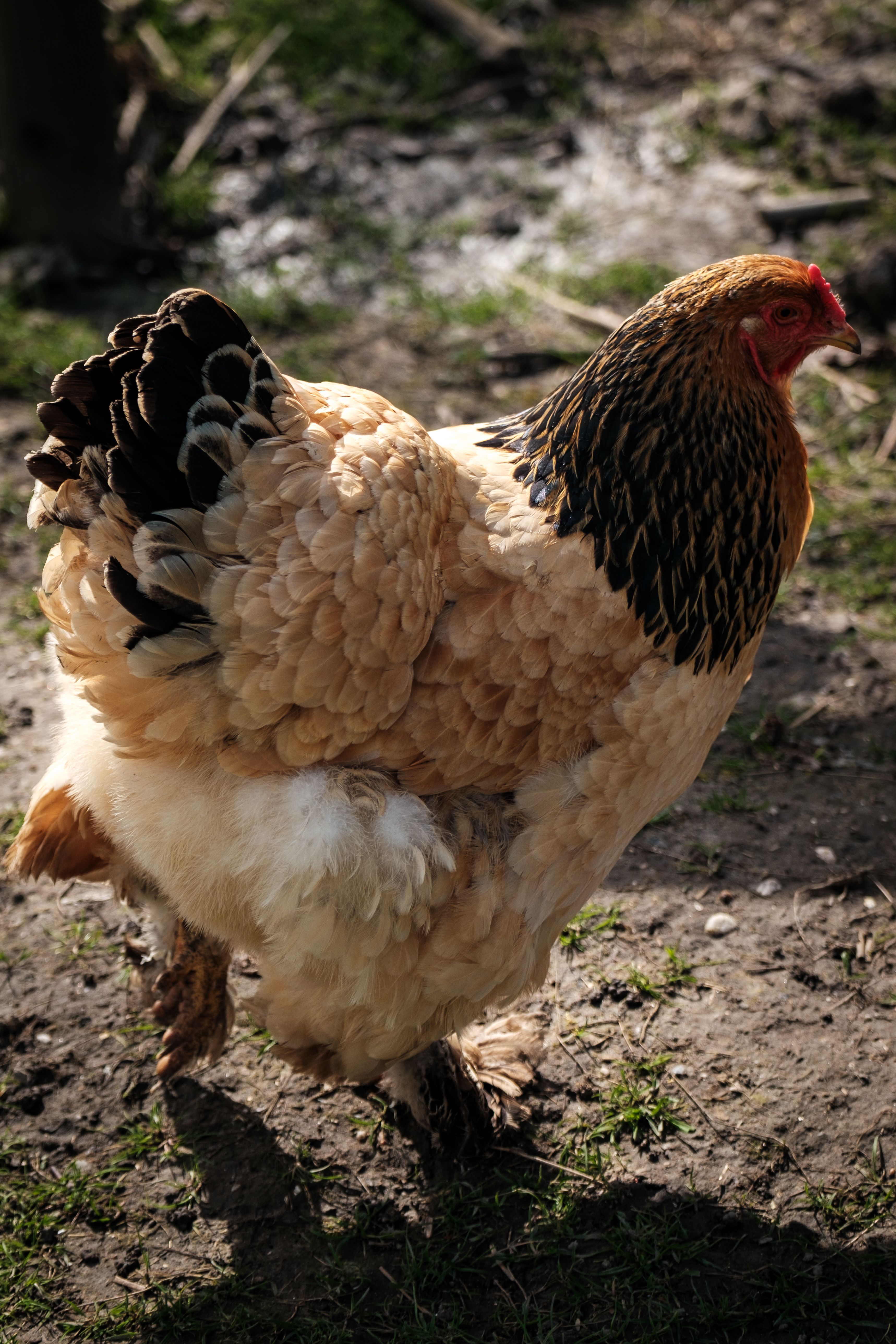Majestic Brown Hen in Sunny Farmyard Setting · Free Stock Photo