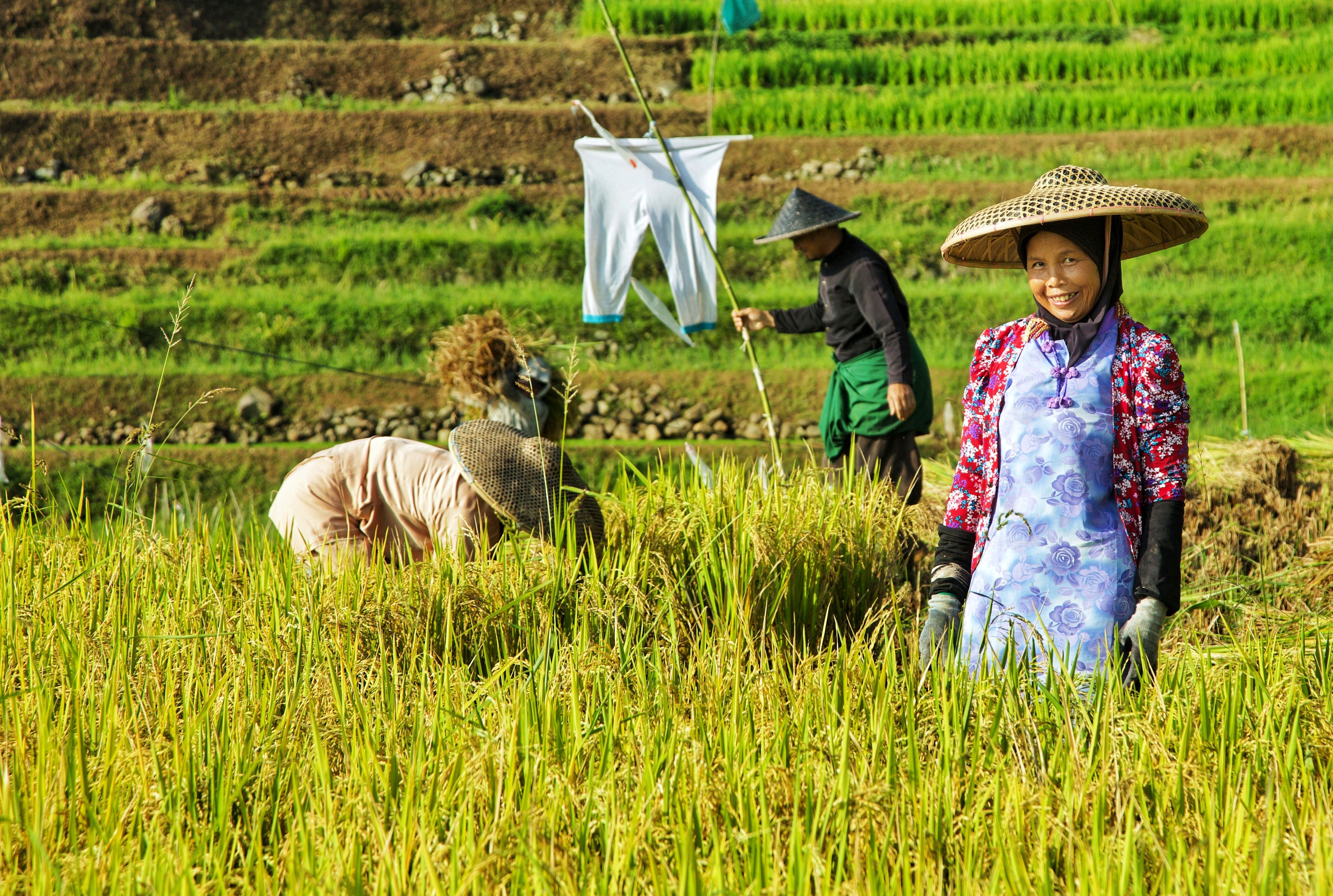 Terrace Farming Photos, Download The BEST Free Terrace Farming Stock ...