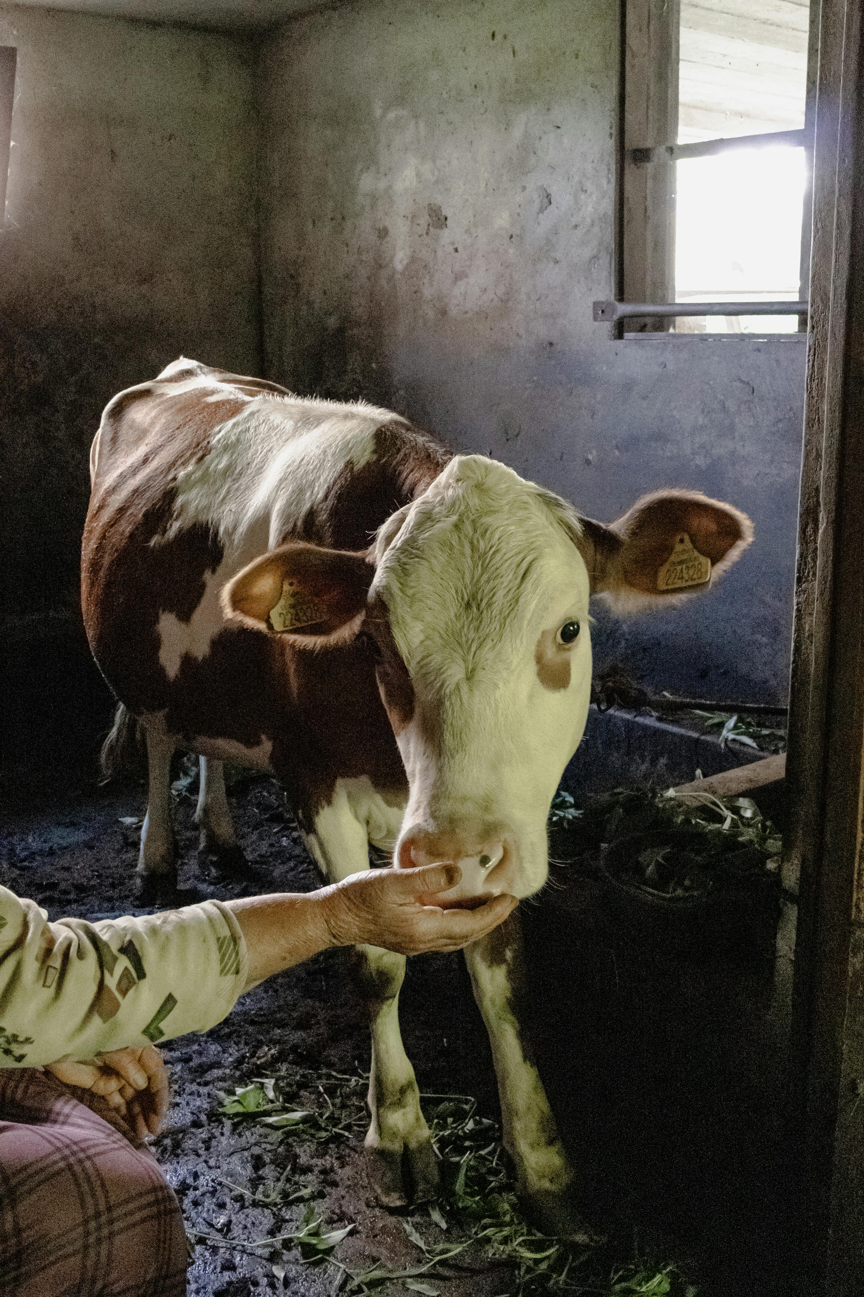 Neel Cow Photos, Download The BEST Free Neel Cow Stock Photos & HD Images