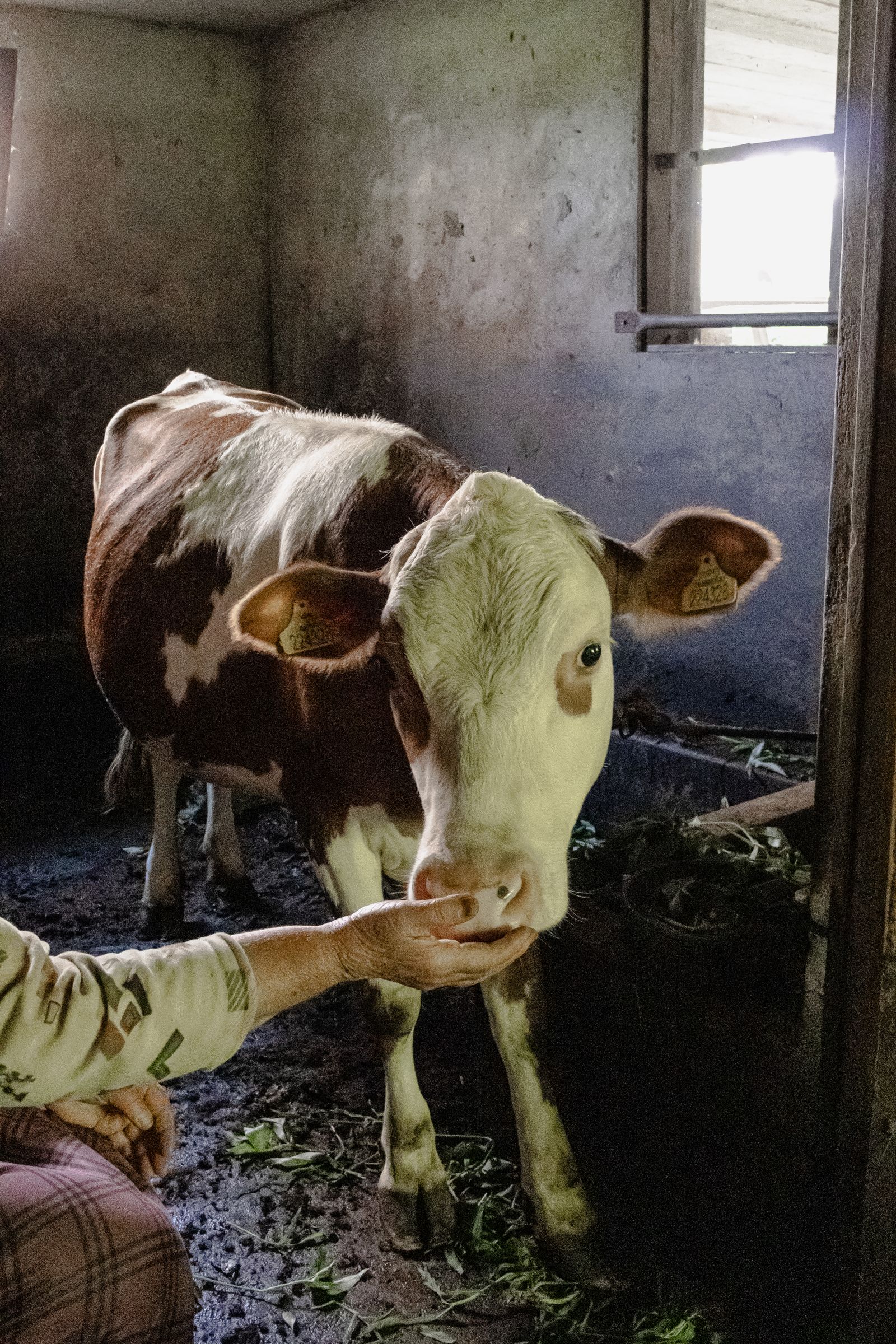 Dairy Cow Photos, Download The BEST Free Dairy Cow Stock Photos & HD Images