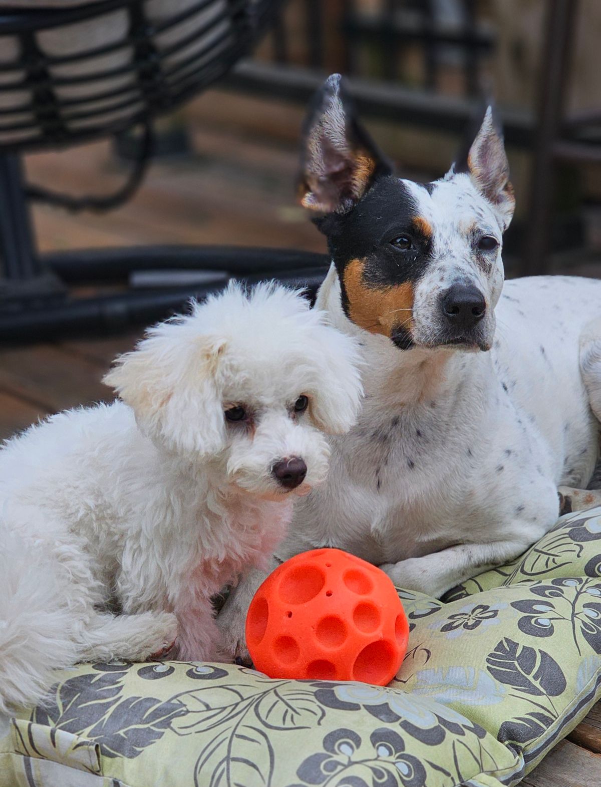 Dogs Playing Photos, Download The BEST Free Dogs Playing Stock Photos ...