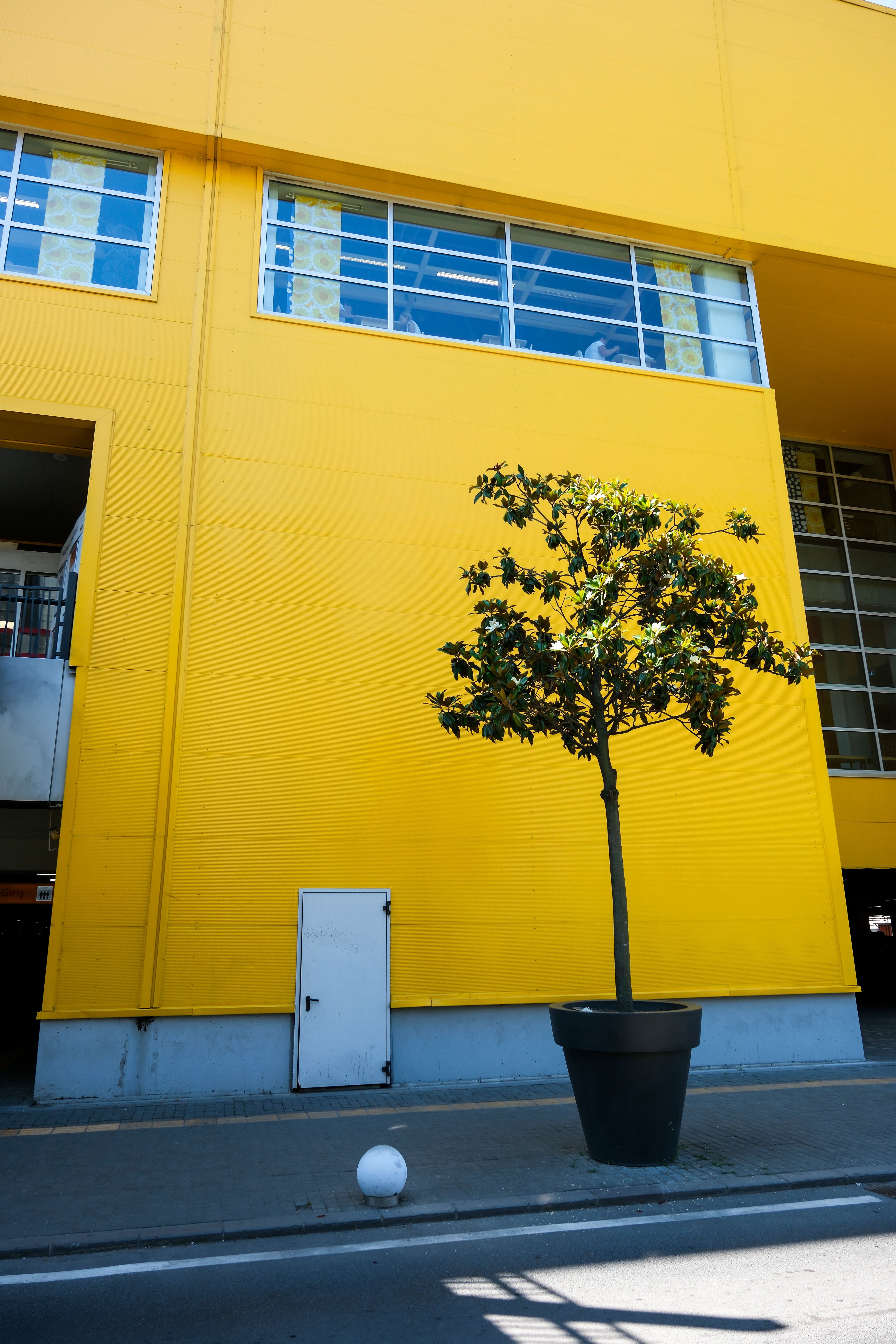 Bright Yellow Building in Istanbul with Potted Tree · Free Stock Photo