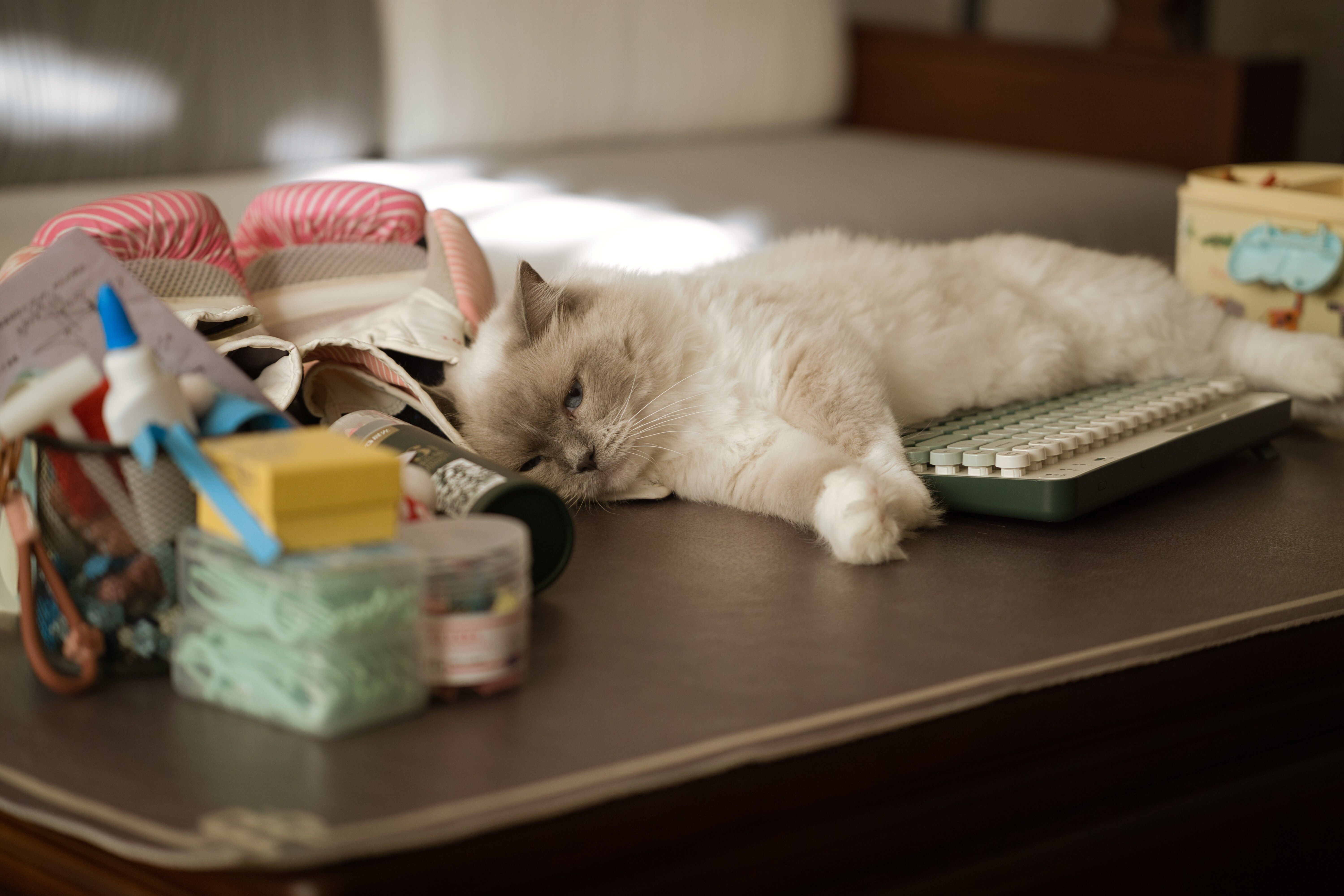 Keyboard Cat Meme Photos Download The Best Free Keyboard Cat Meme