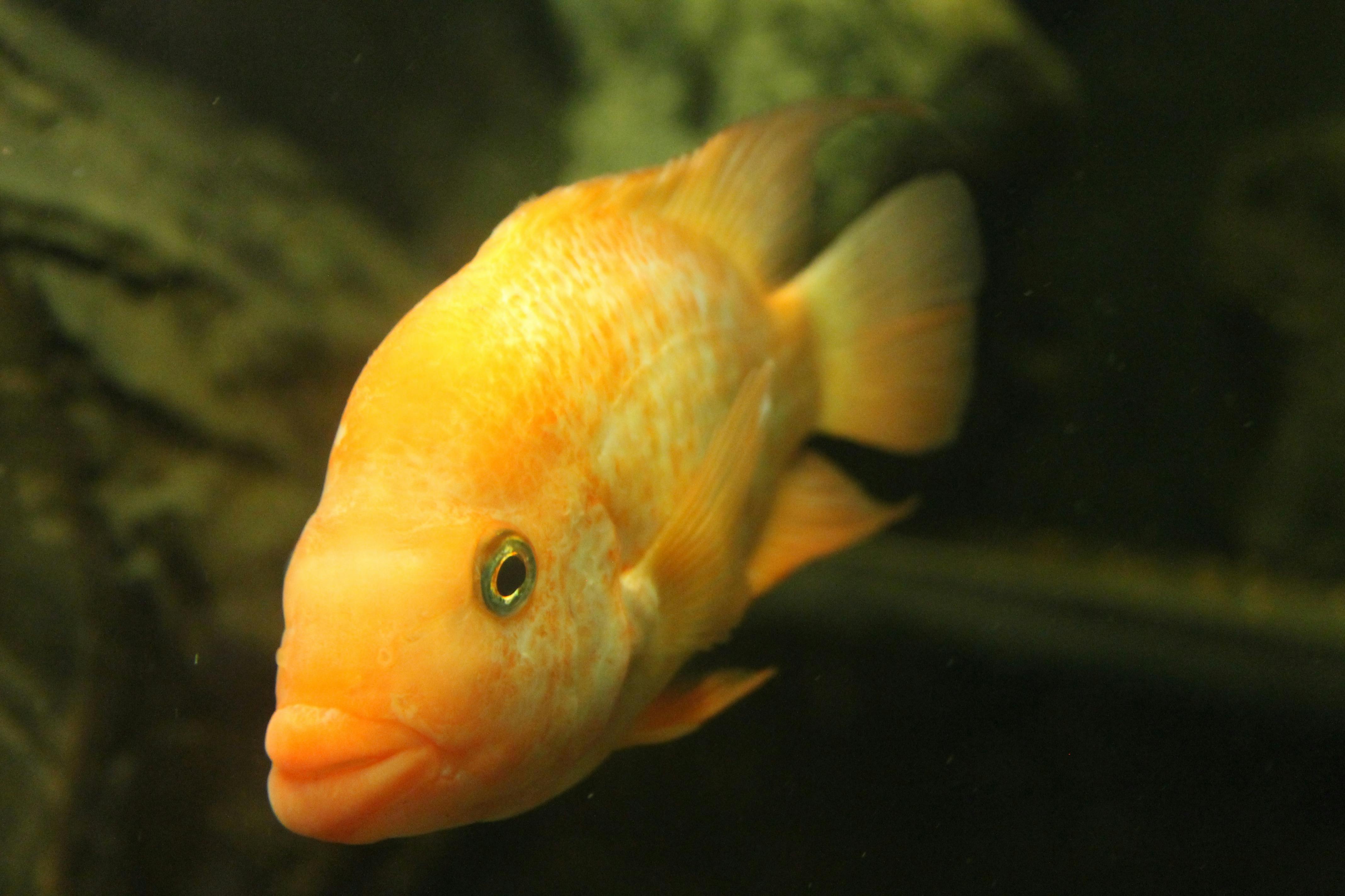 The Dead Fish In The Fish Tank Photos, Download The BEST Free The Dead ...