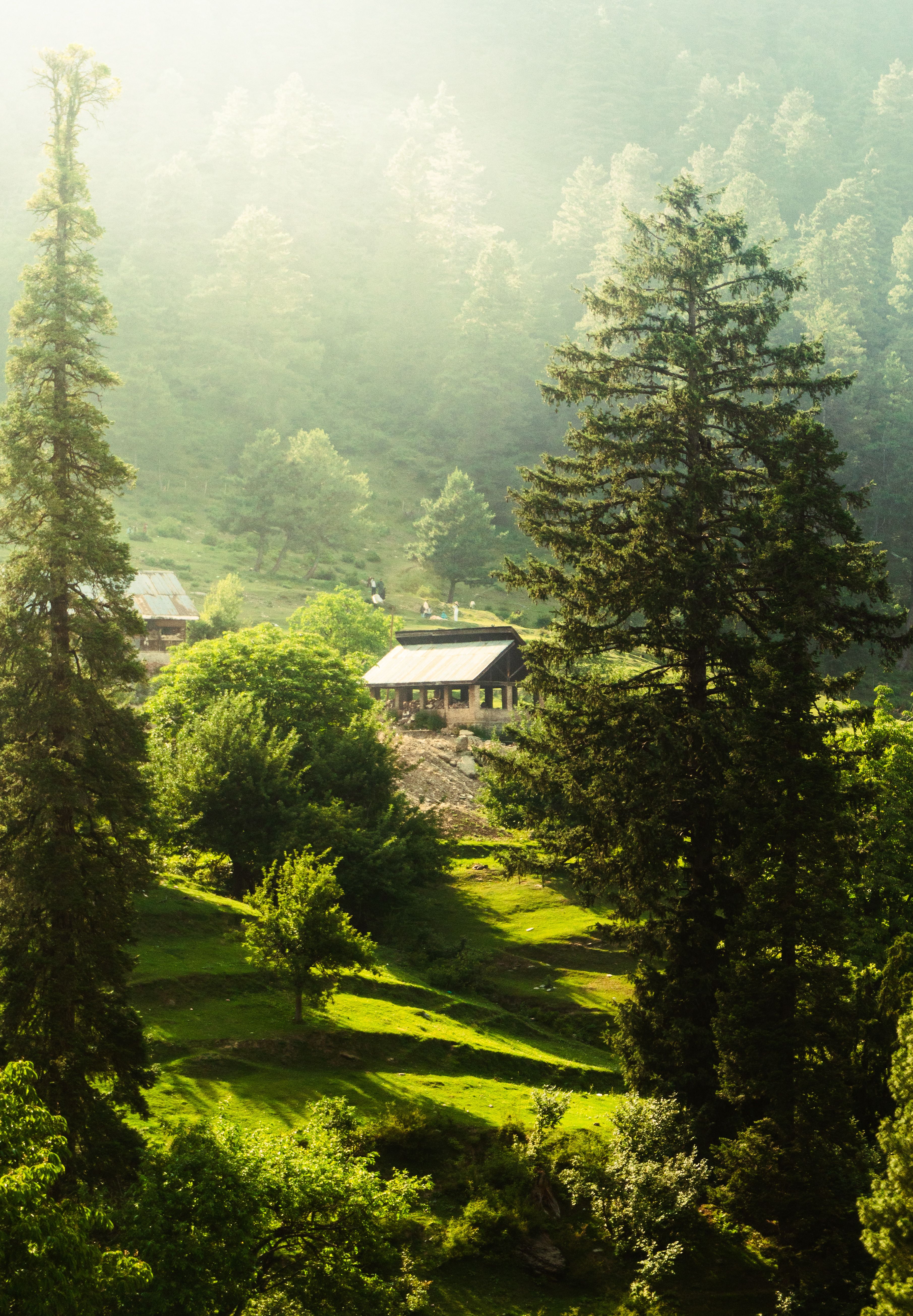 Scenic Alpine Forest with Rustic Cabin · Free Stock Photo