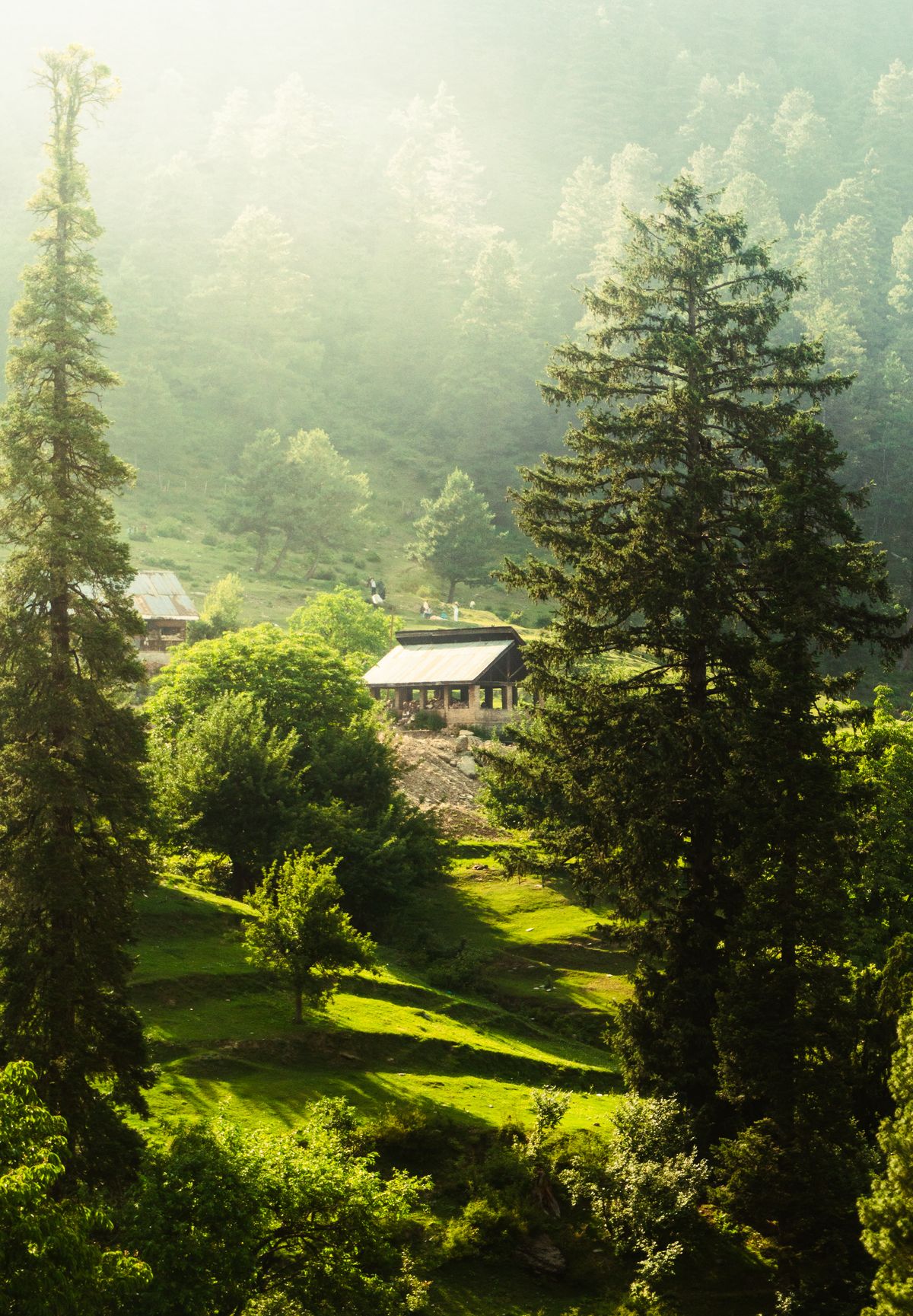 Forest Landscape Photos, Download The BEST Free Forest Landscape Stock ...