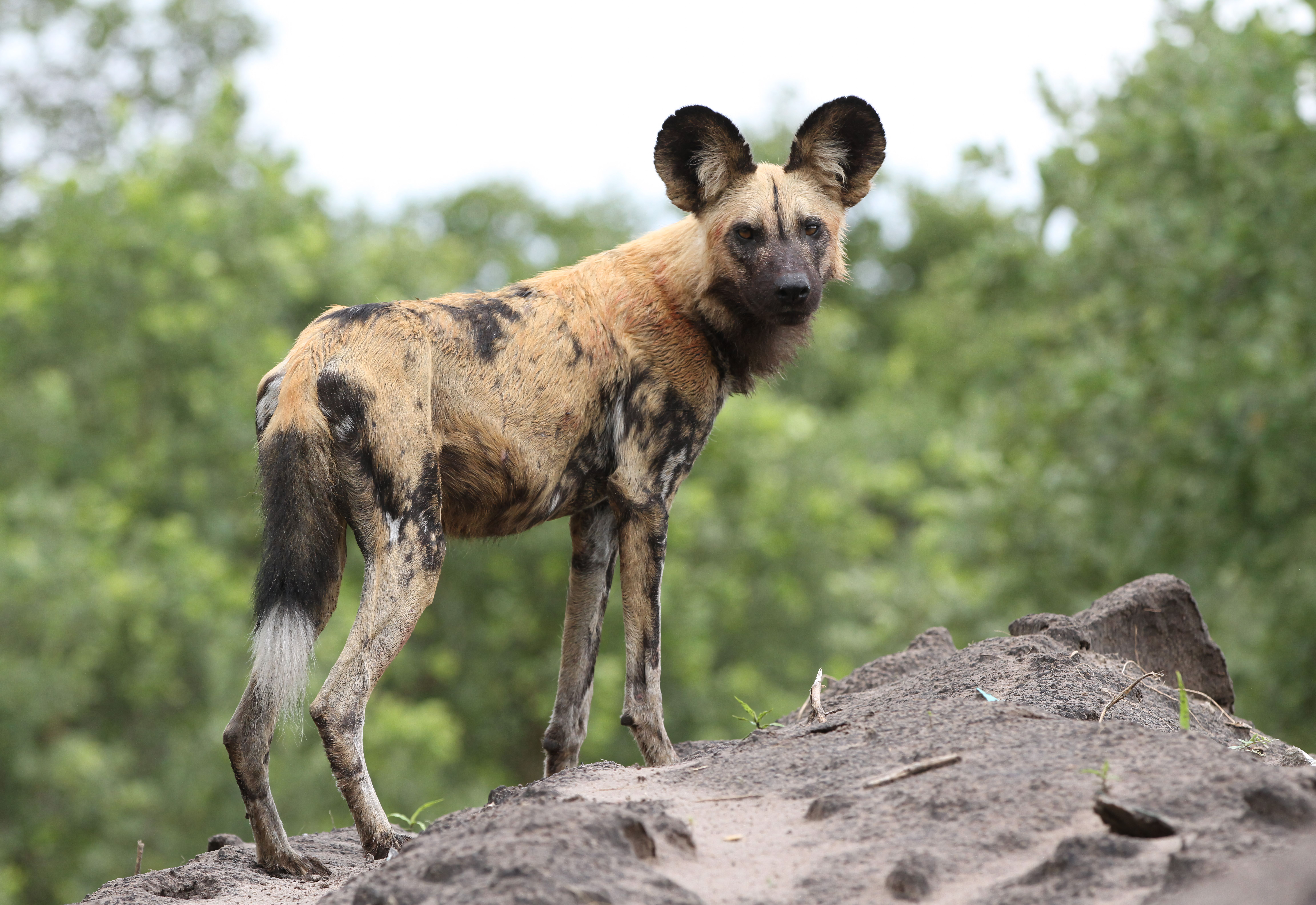 African Wild Dog in Natural Habitat, Botswana · Free Stock Photo