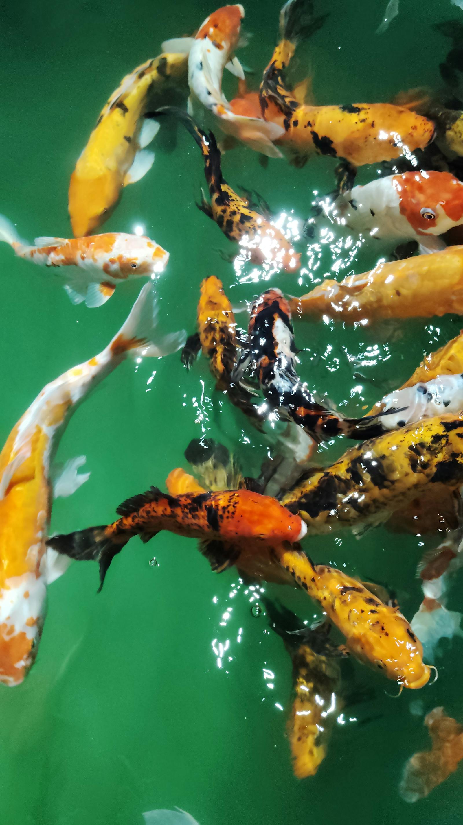 Koi Fish Photos, Download The BEST Free Koi Fish Stock Photos & HD Images