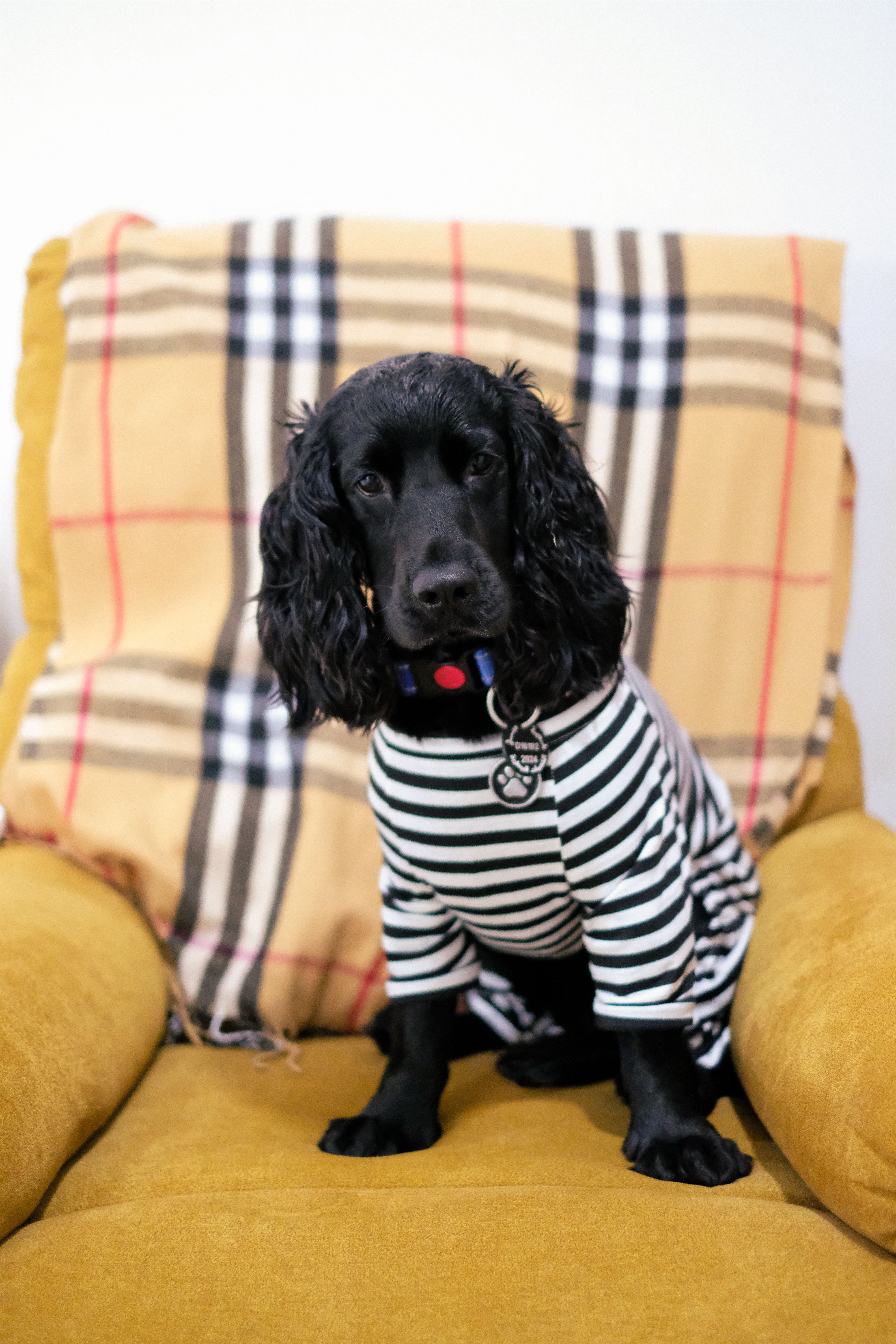 Black Spaniel Photos, Download The BEST Free Black Spaniel Stock Photos ...