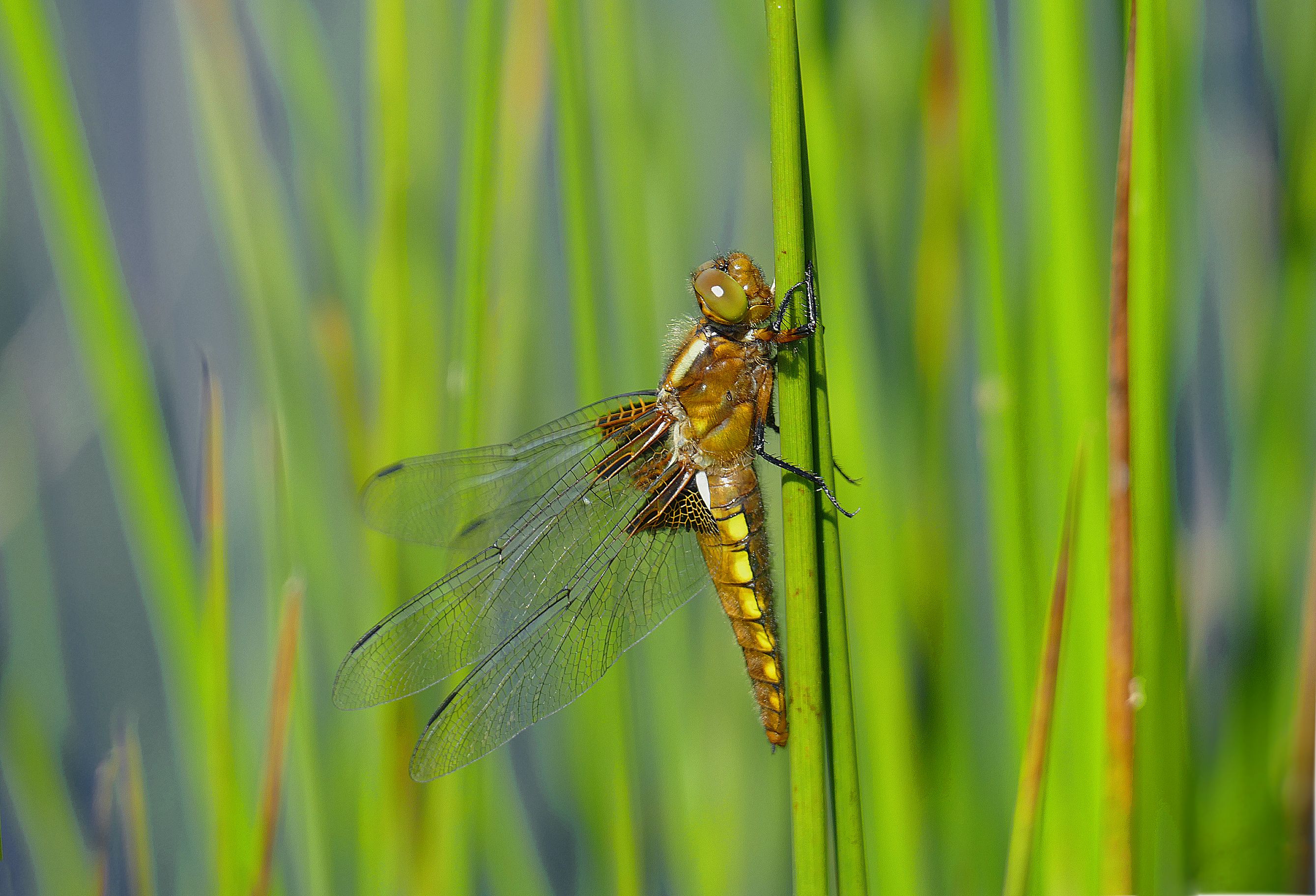 Insect Cpu Photos, Download The BEST Free Insect Cpu Stock Photos & HD ...