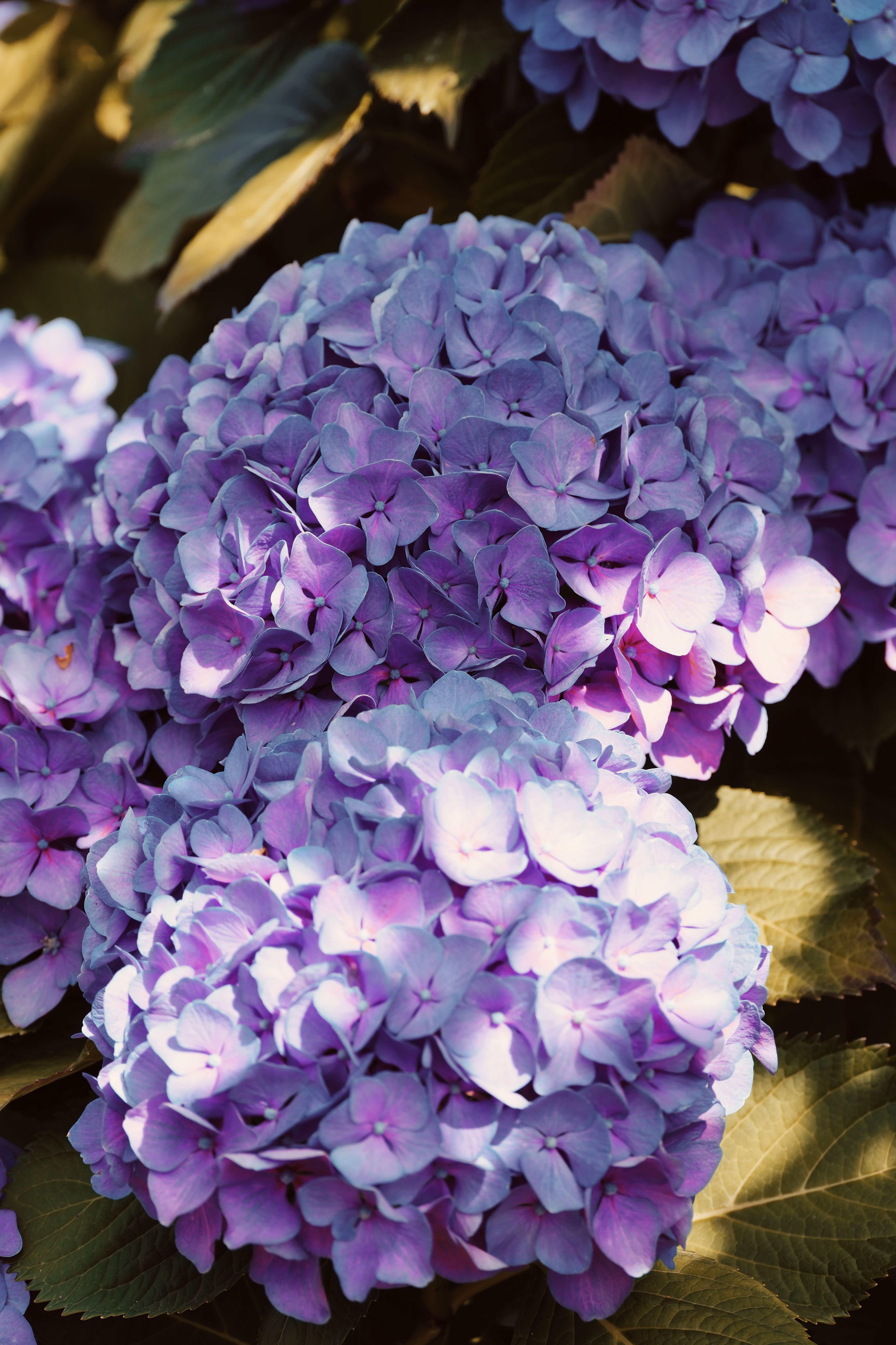 Vibrant Purple Hydrangeas Close-up in Sunlight · Free Stock Photo