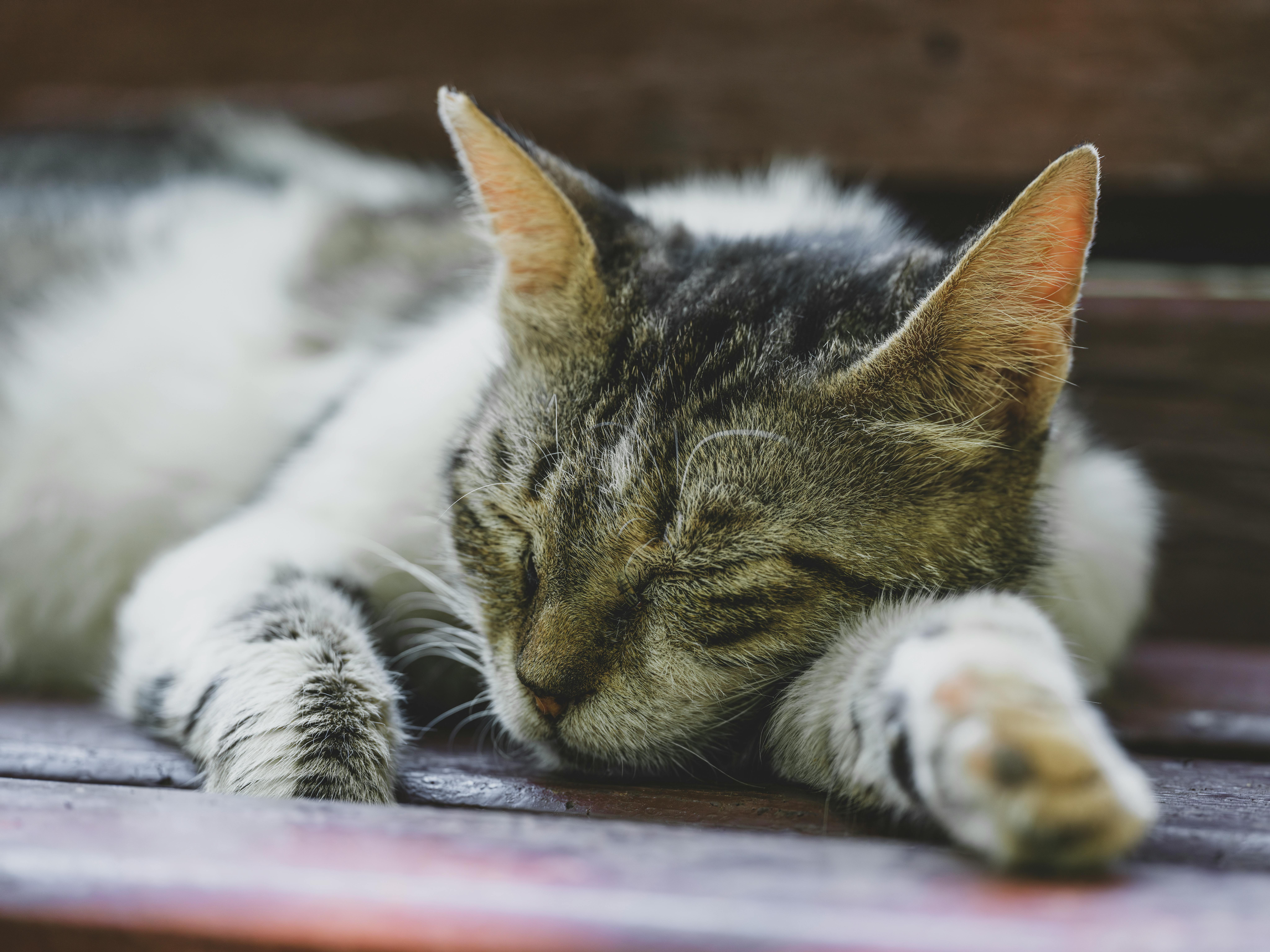 Cat+Imagenet Photos, Download The BEST Free Cat+Imagenet Stock Photos ...