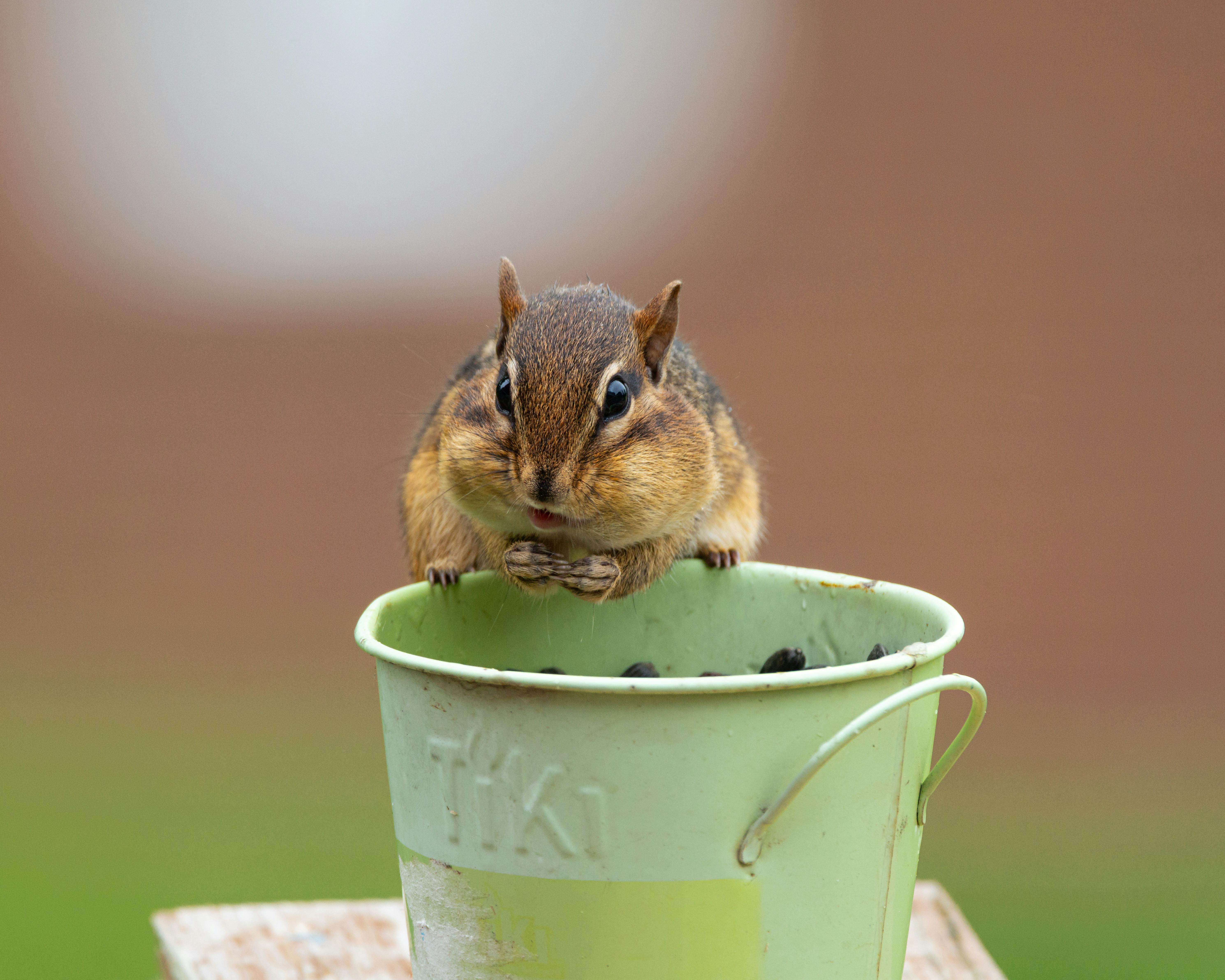 Bucket Animated Photos, Download The BEST Free Bucket Animated Stock ...