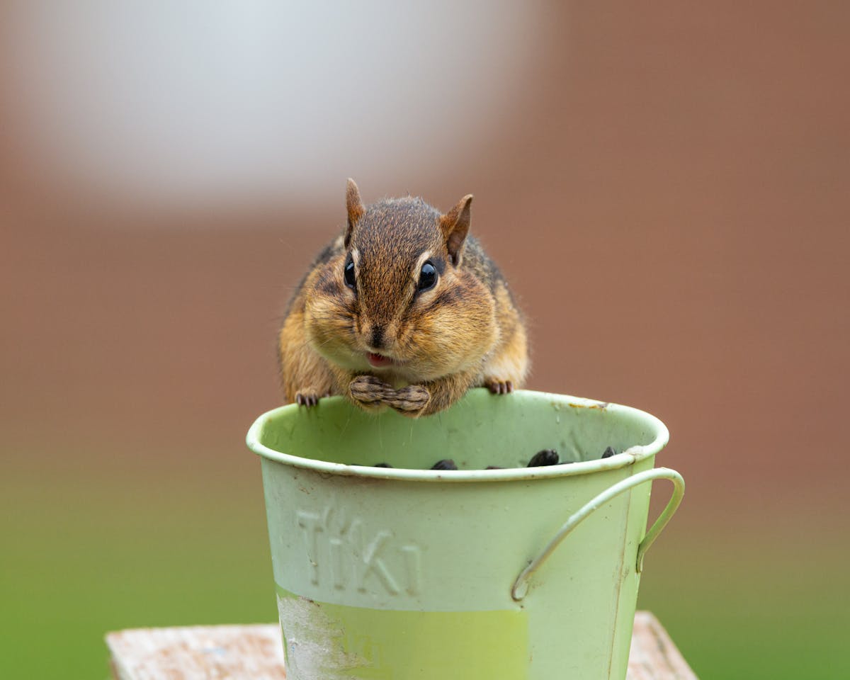 Chipmunk Photos, Download The BEST Free Chipmunk Stock Photos & HD Images