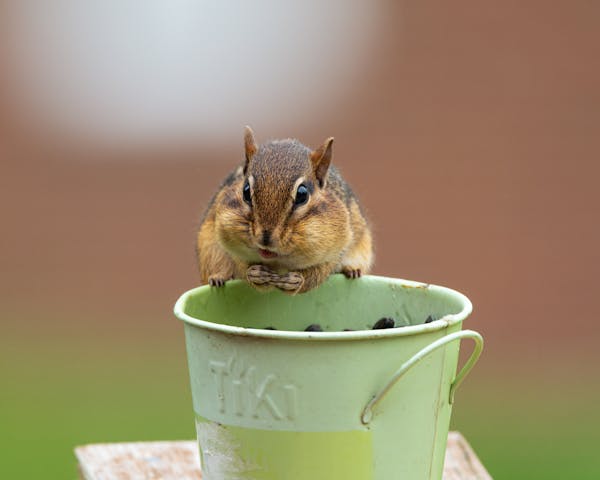 Chipmunk Photos, Download The BEST Free Chipmunk Stock Photos & HD Images