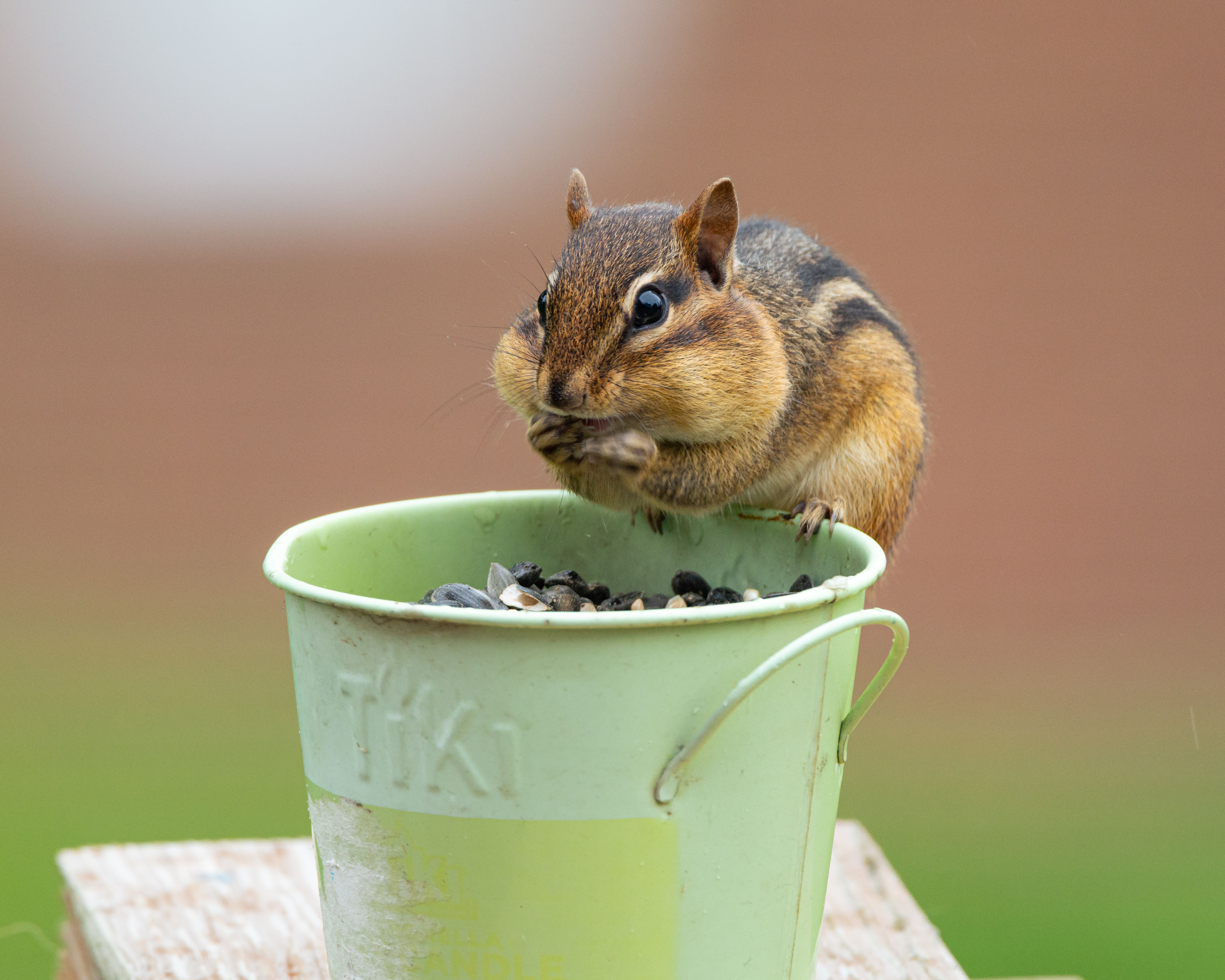 Cute Chipmunk Eating Seeds in Green Bucket · Free Stock Photo