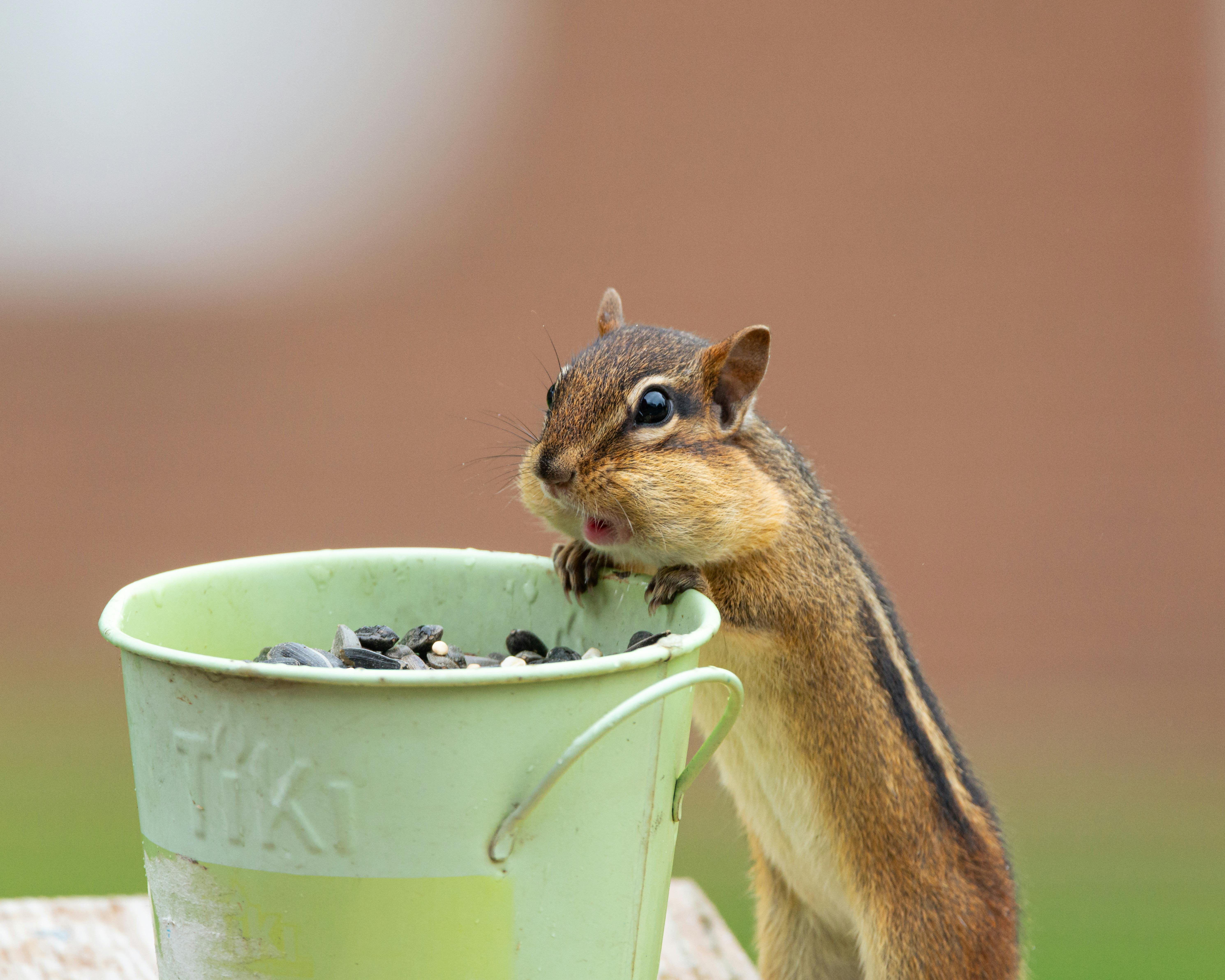 Eastern Chipmunk Eating Seeds in a Bucket · Free Stock Photo