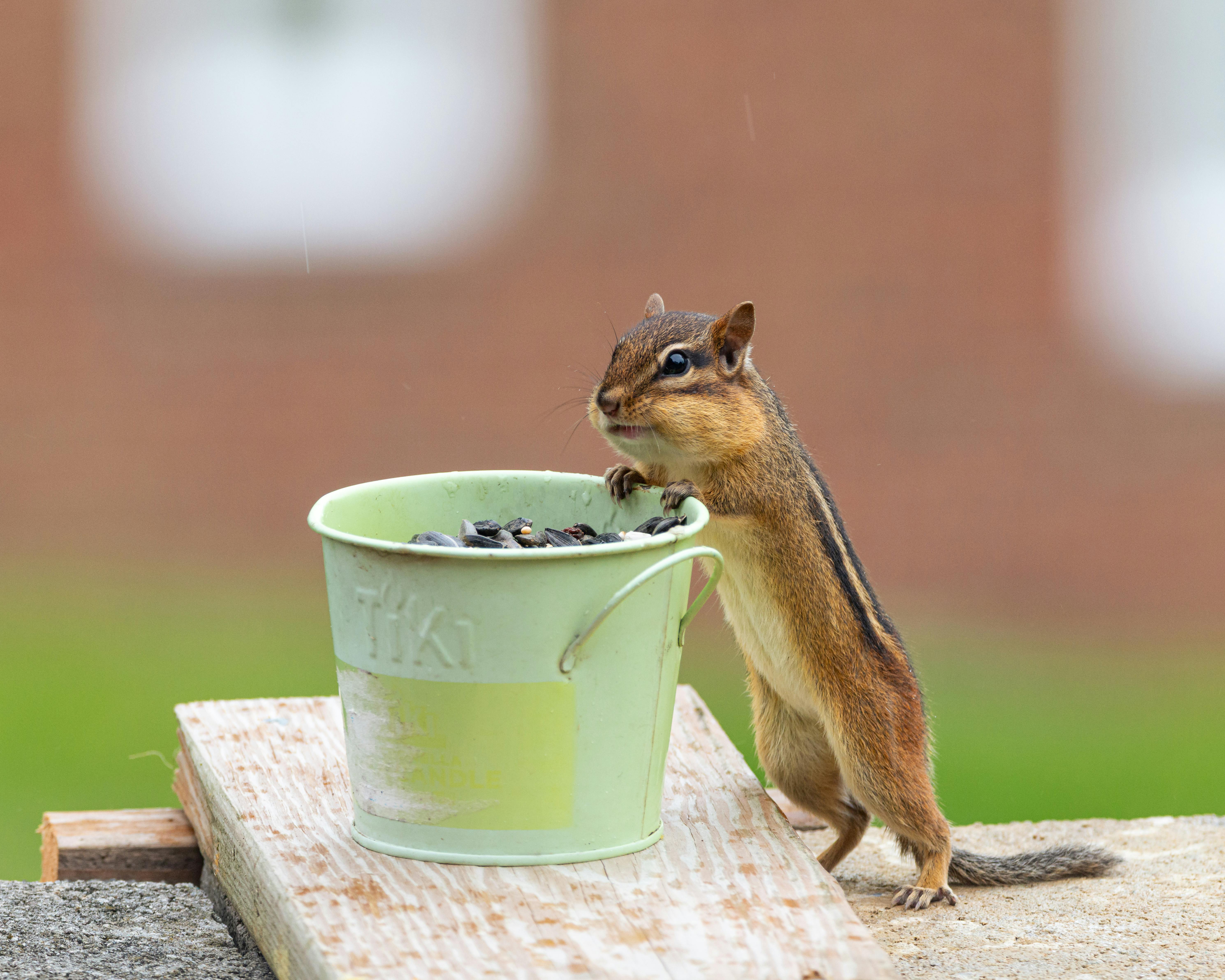 Curious Chipmunk Eating from Small Green Bucket · Free Stock Photo