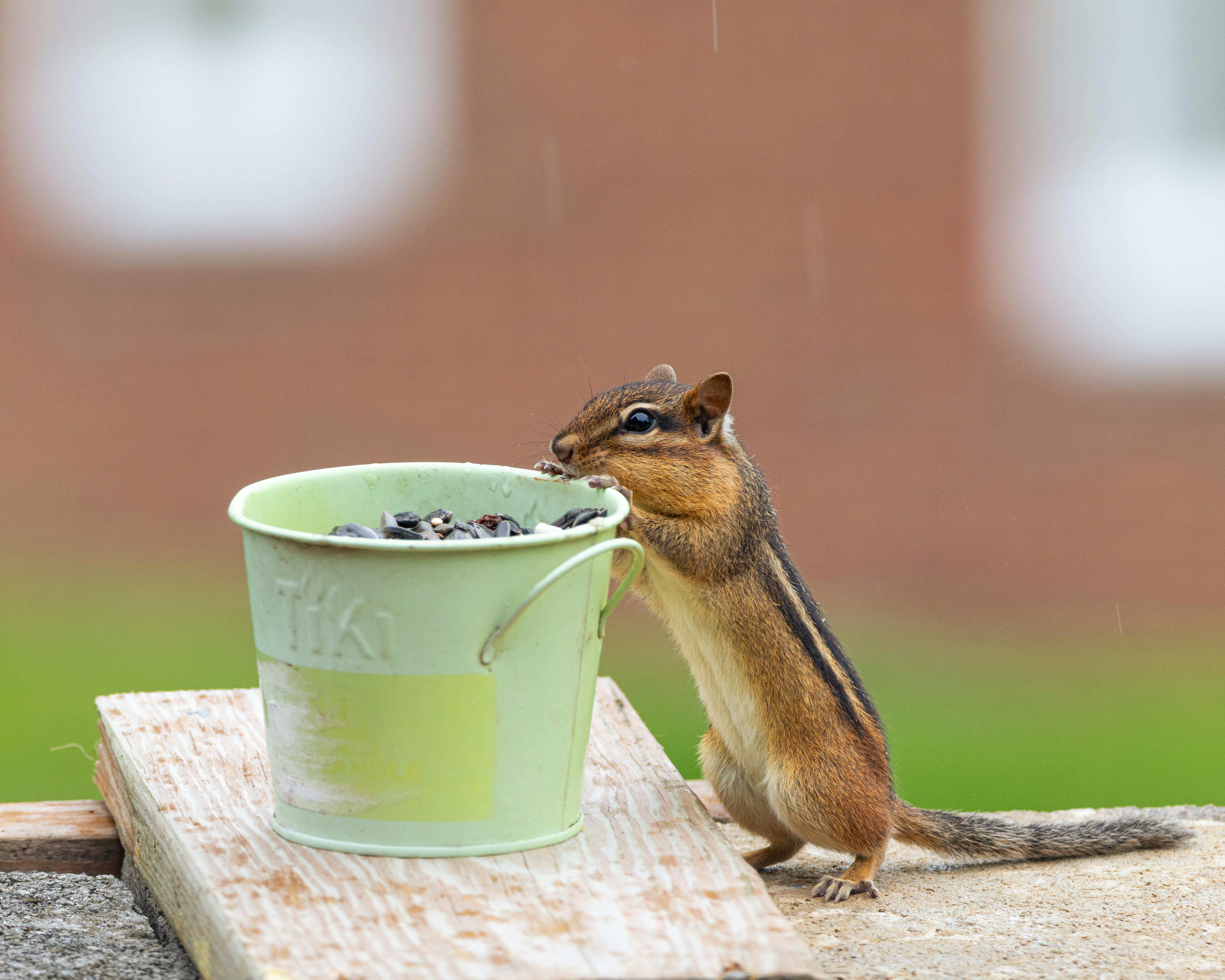 Chipmunk Photos, Download The BEST Free Chipmunk Stock Photos & HD Images