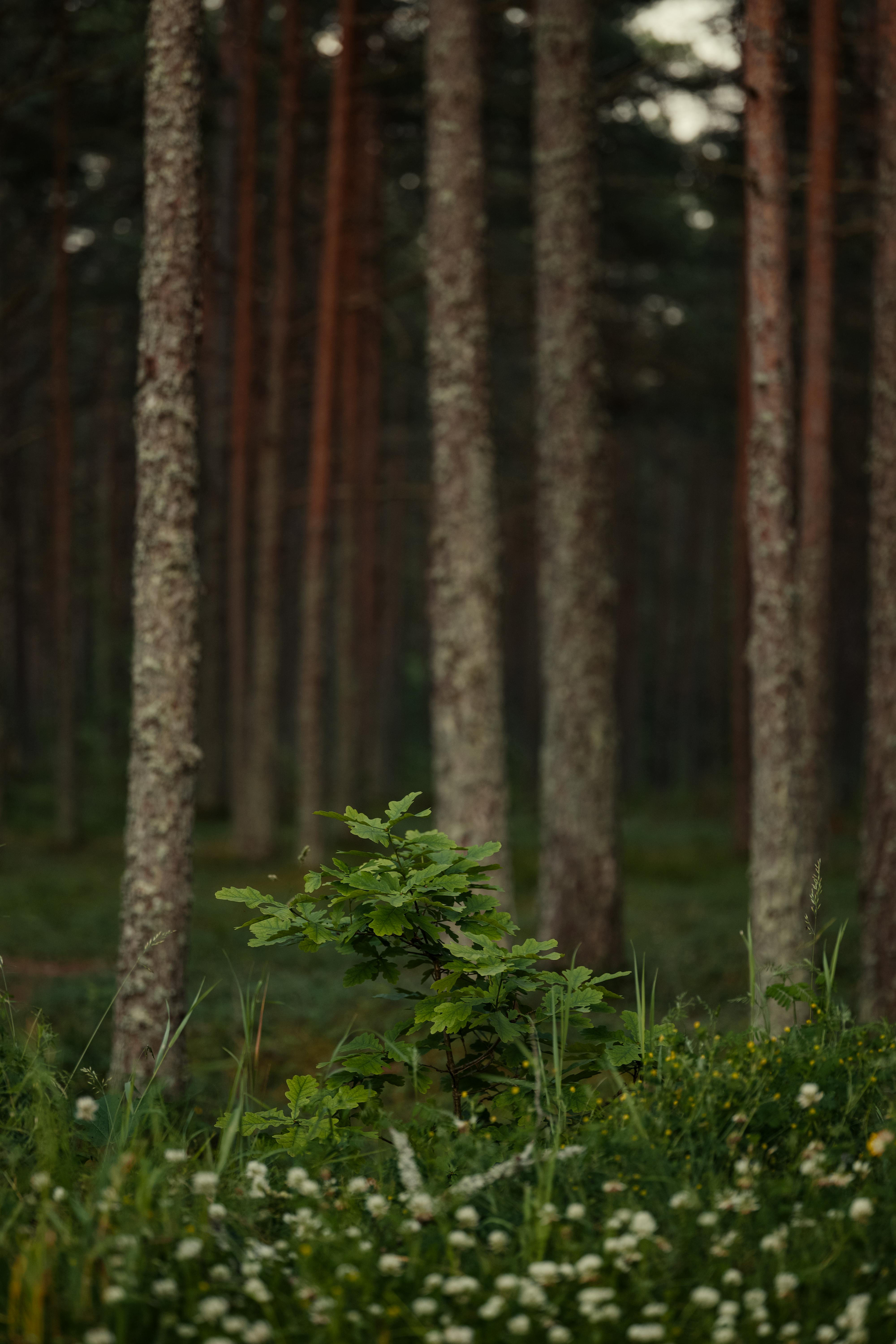 Code Pines Photos, Download The BEST Free Code Pines Stock Photos & HD ...