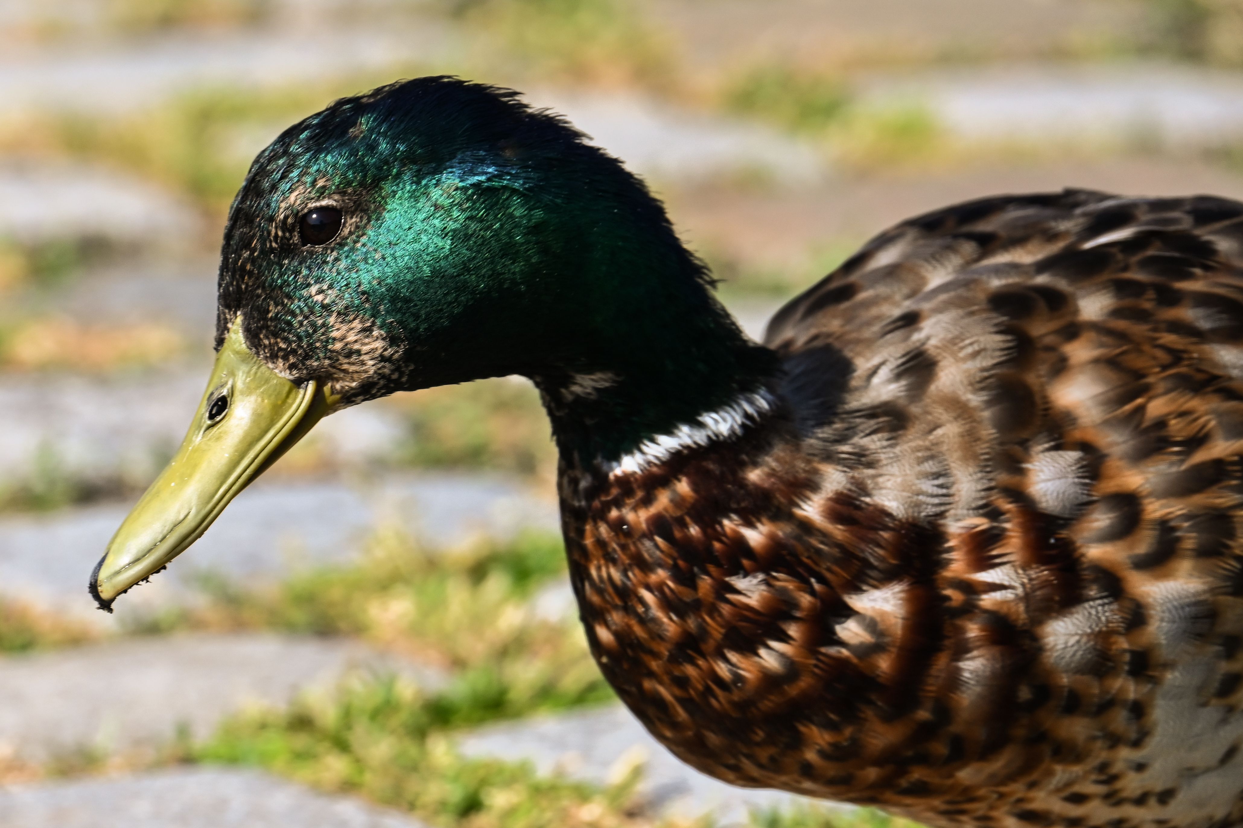 Close-up of a Mallard Duck in Natural Habitat · Free Stock Photo