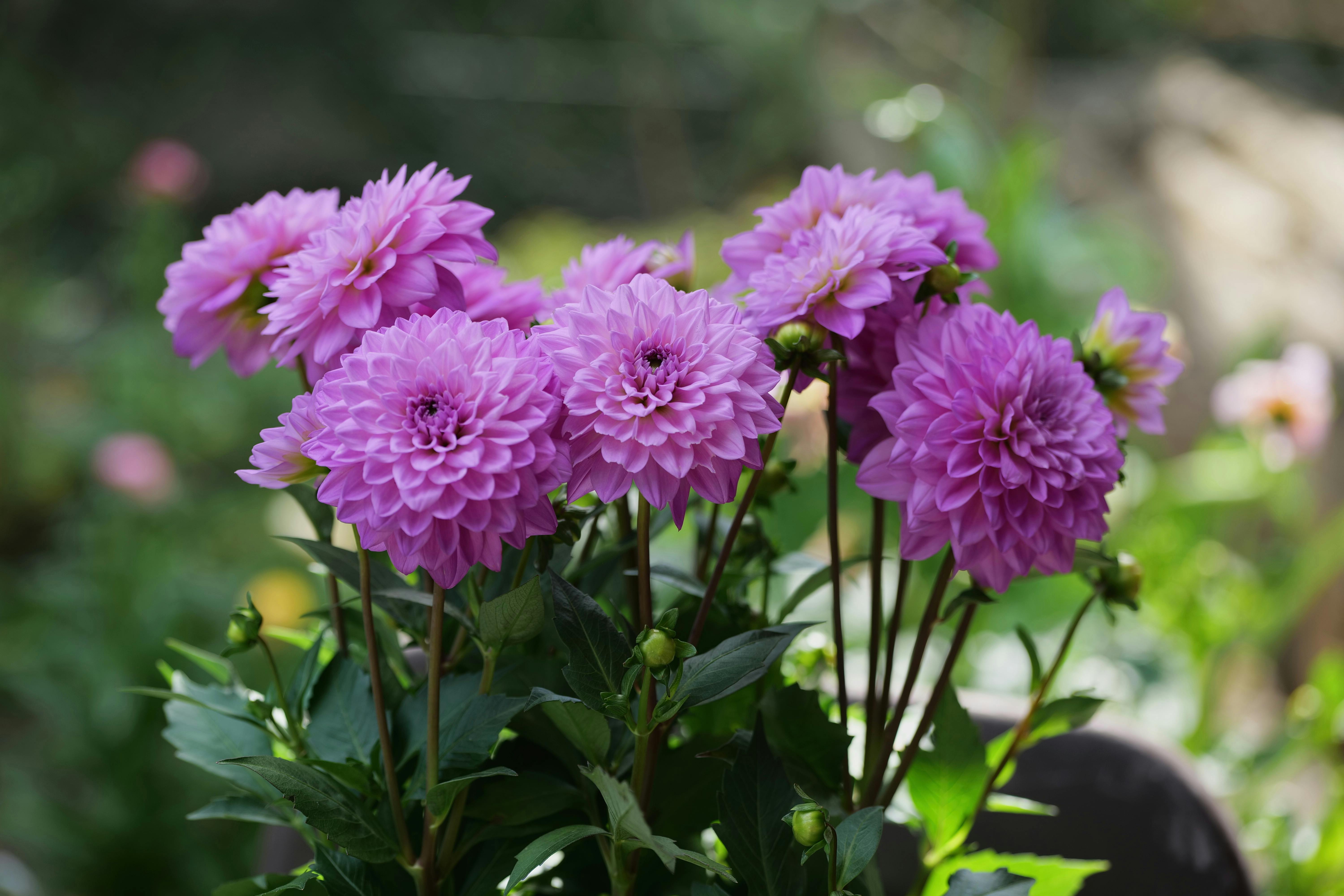 Plant Points Photos, Download The BEST Free Plant Points Stock Photos ...