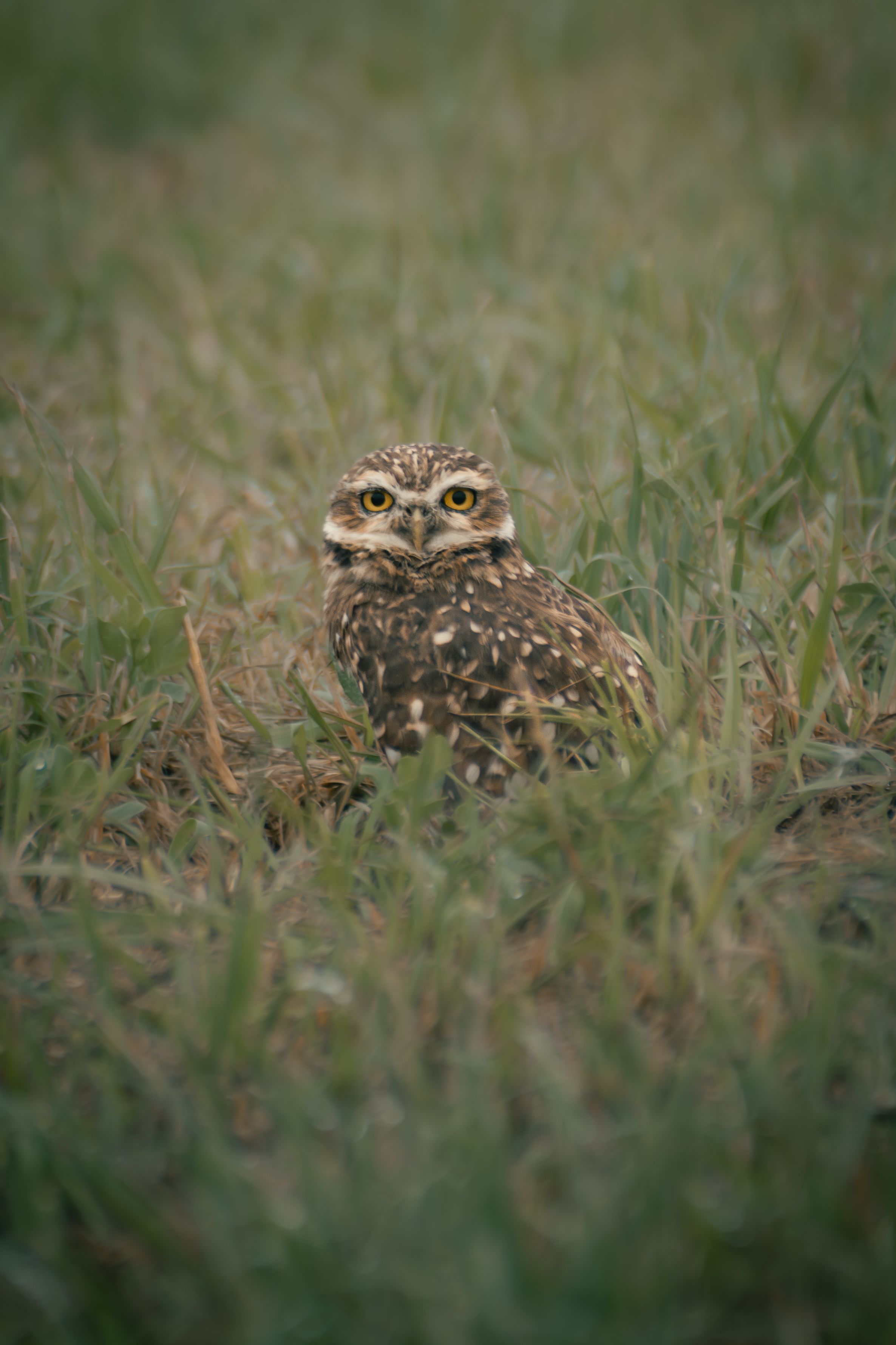 Charming Burrowing Owl in Natural Habitat · Free Stock Photo
